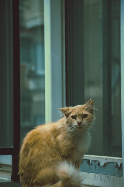 Silver Cat Photos, Download The BEST Free Silver Cat Stock Photos & HD ...