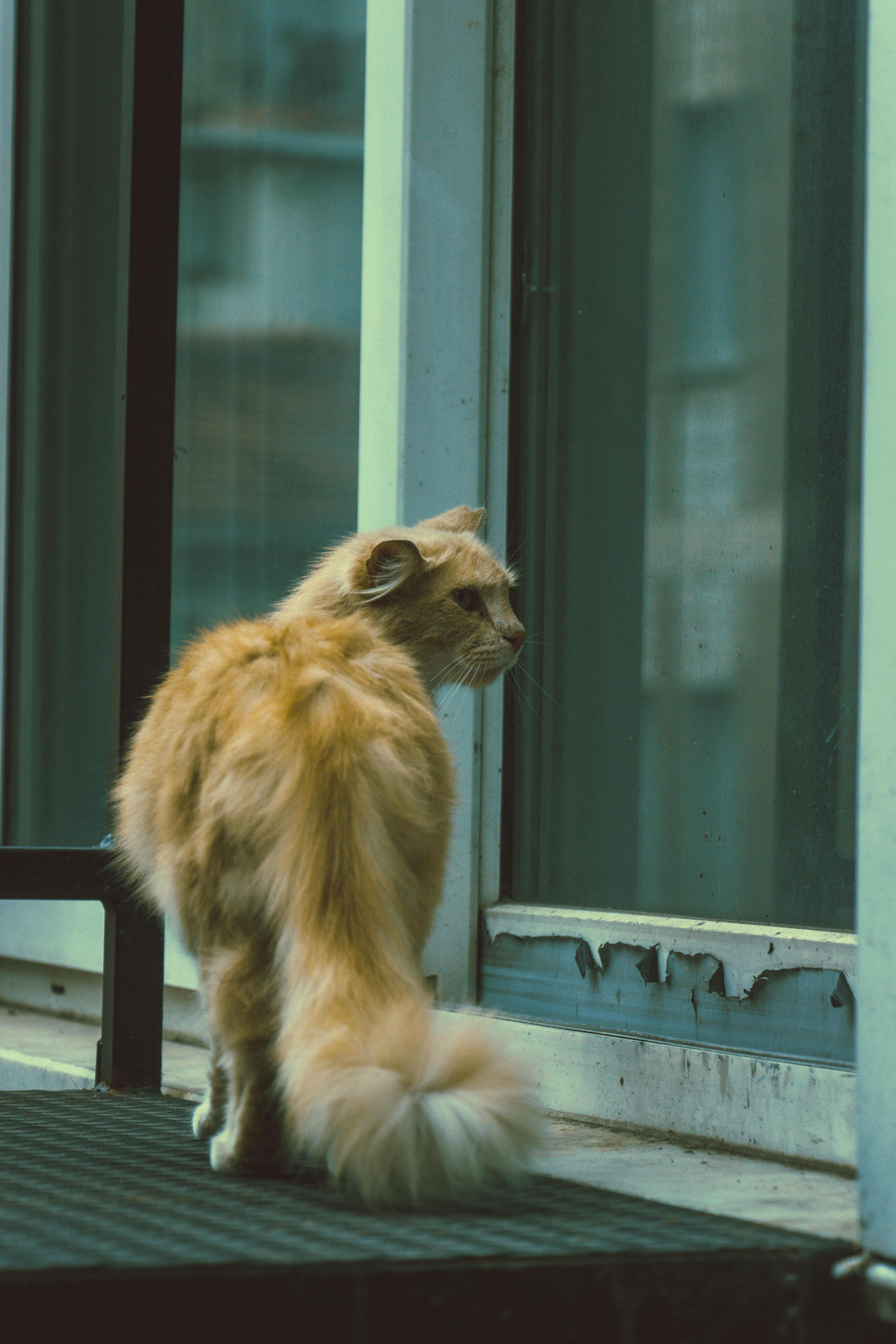 Back of a Brown Fluffy Cat · Free Stock Photo