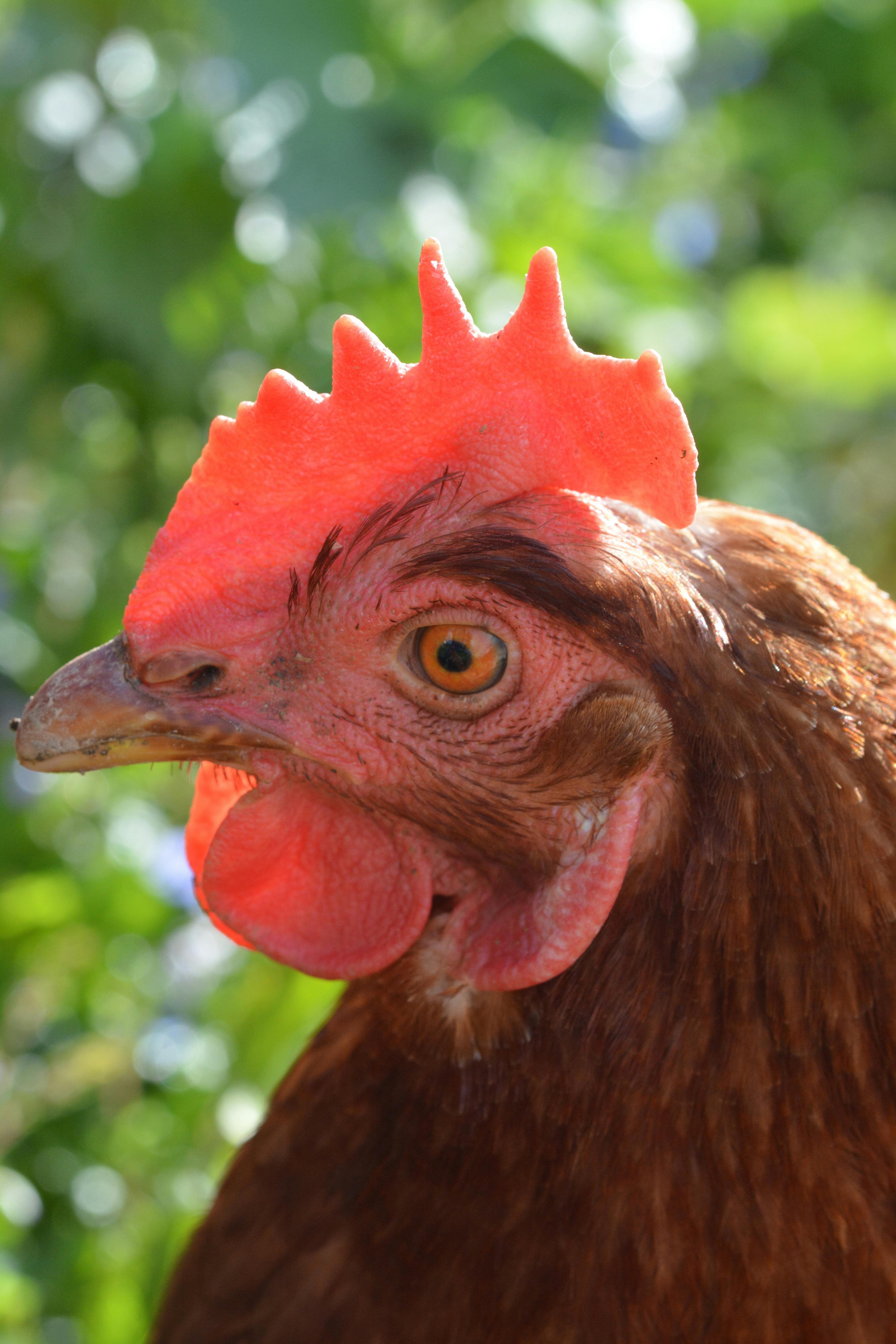 Portrait of a Chicken · Free Stock Photo