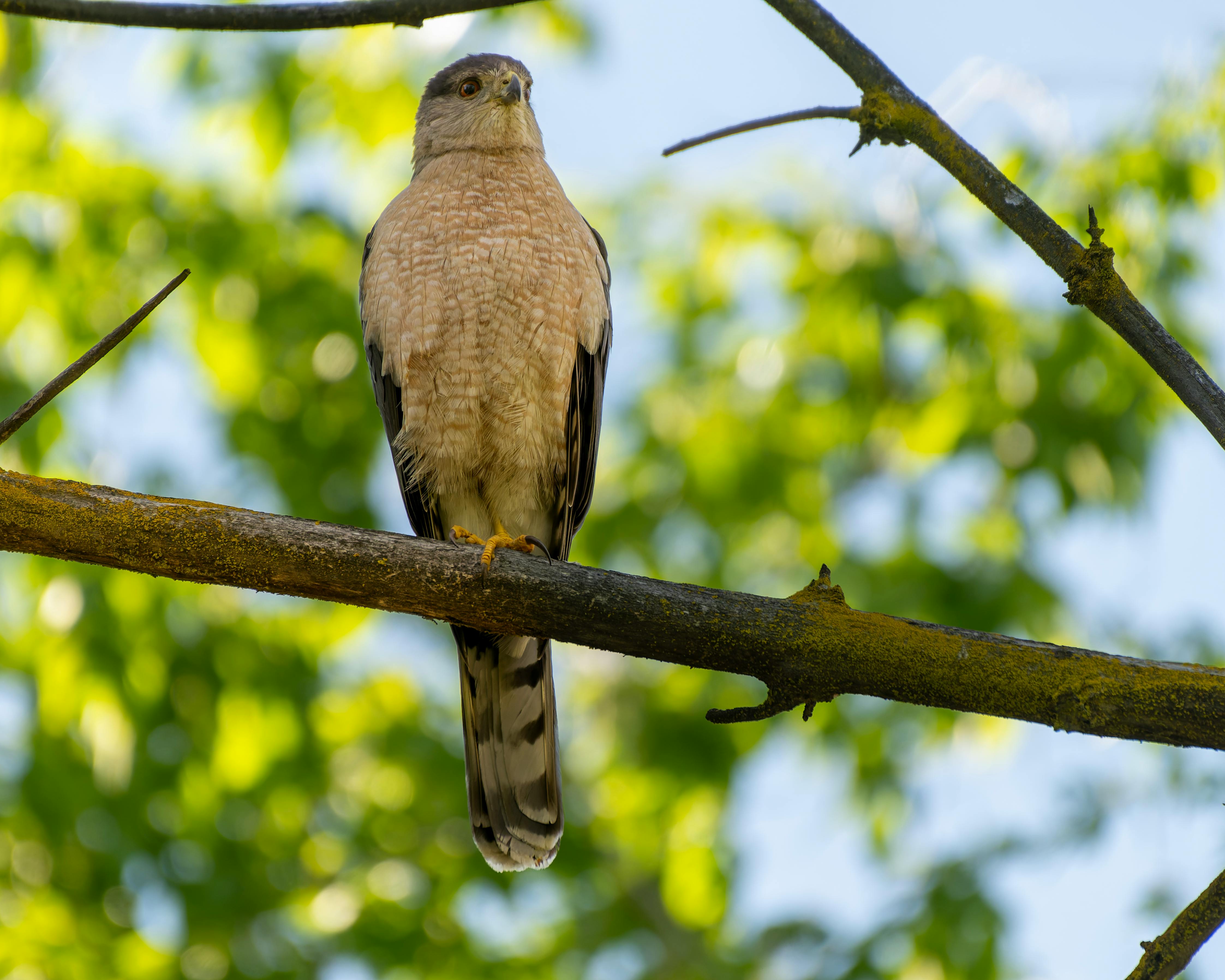 Falcon Perching on Branch · Free Stock Photo