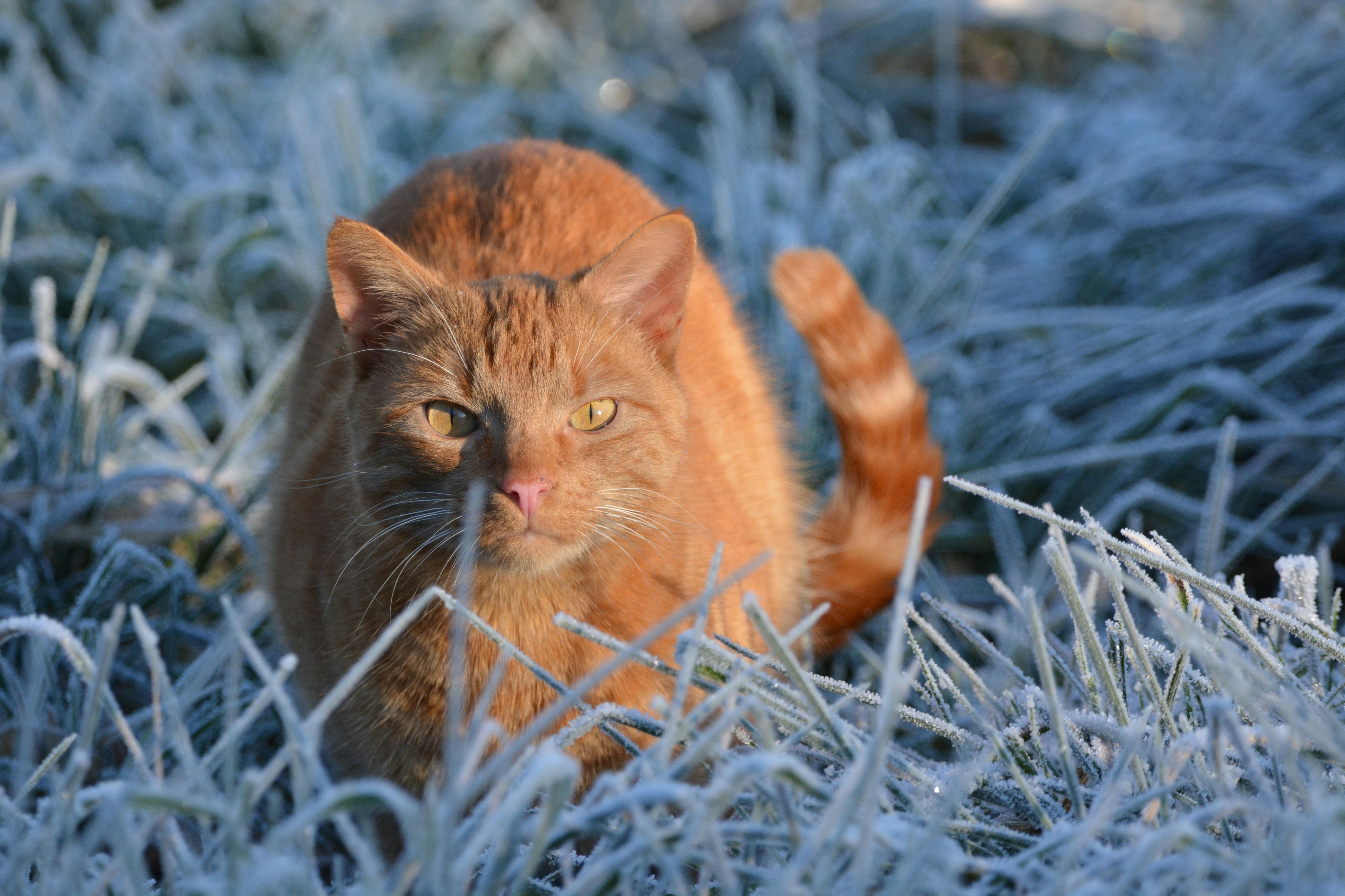 Obrolan Roux Dans Le Givere · Foto Stok Gratis
