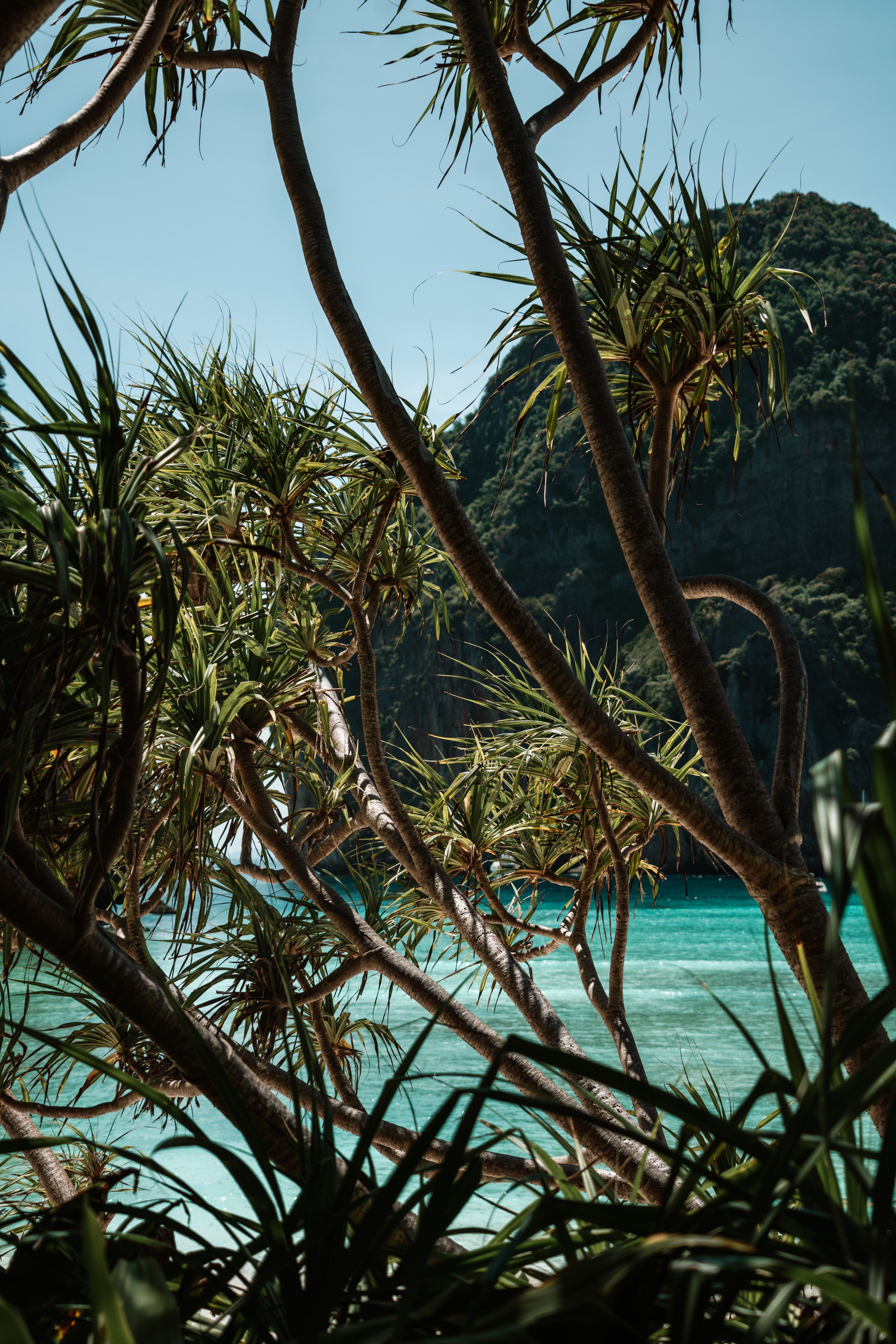 Tropical Trees by the Shore · Free Stock Photo