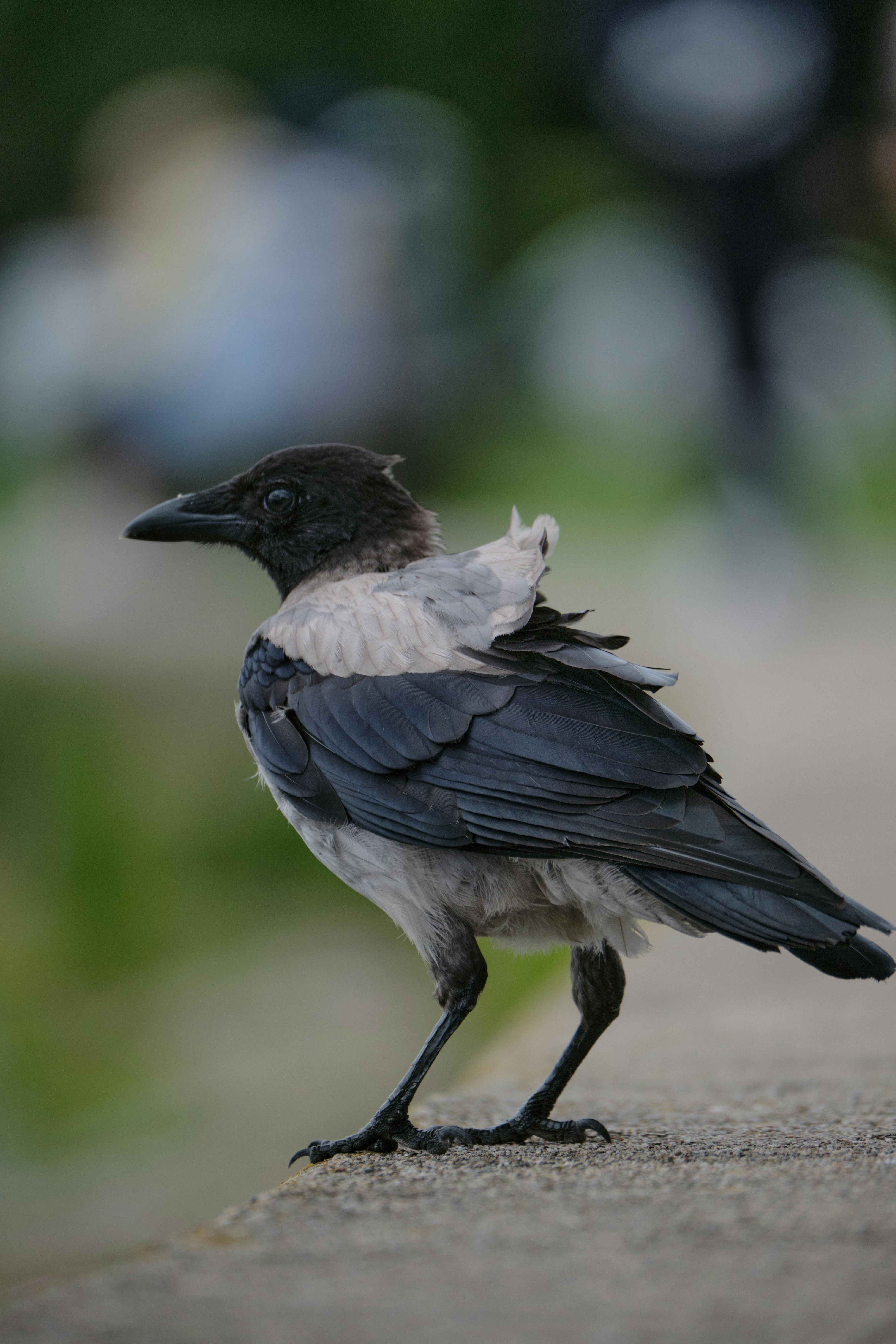 Crow Perching on Wall · Free Stock Photo