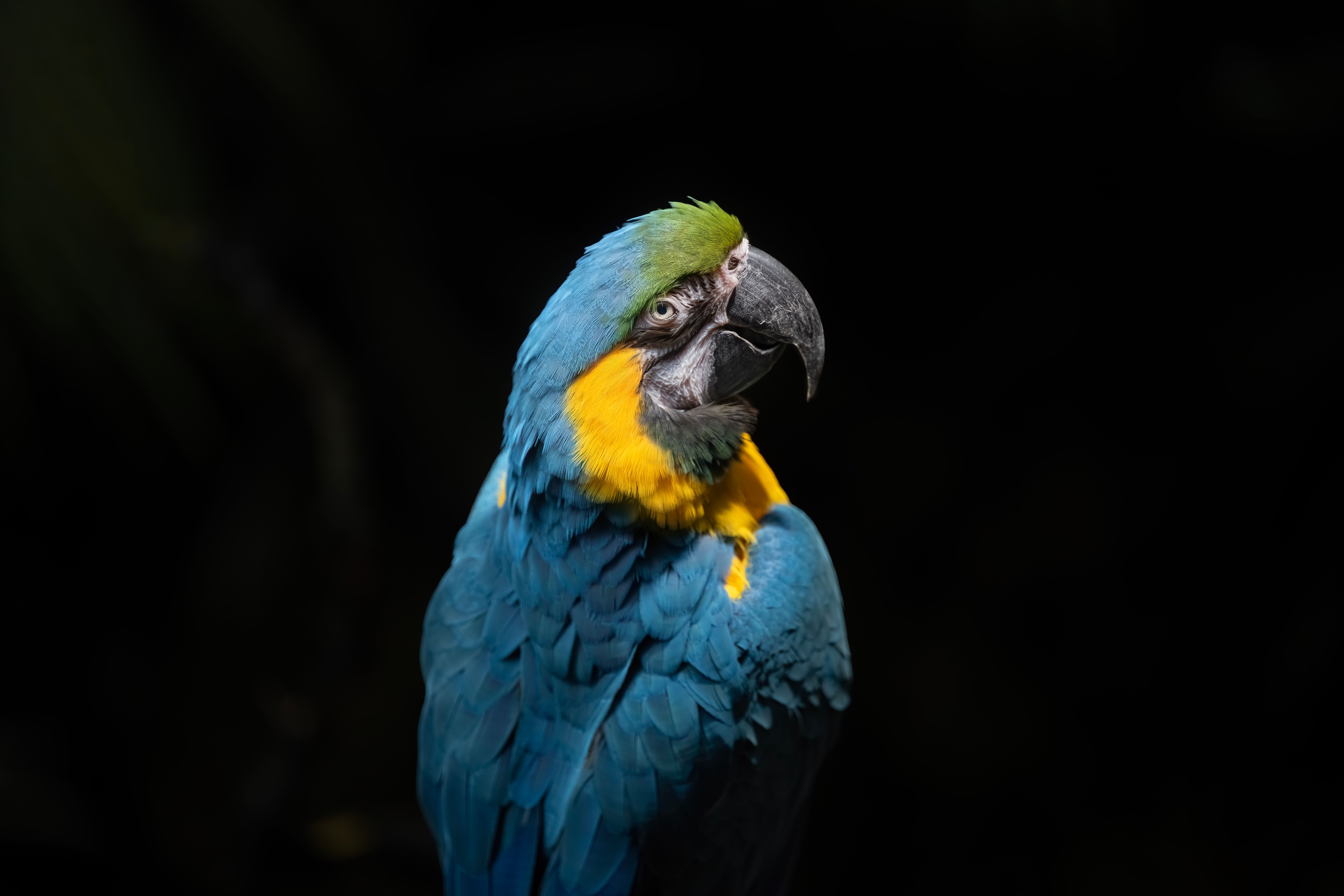 Blue And Yellow Macaw Parrot · Free Stock Photo