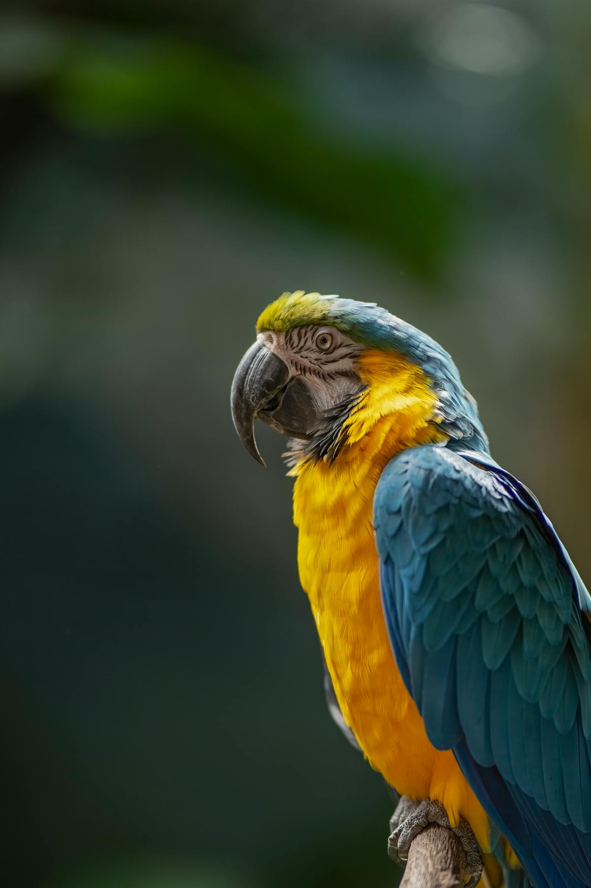 Ara Photos, Download The BEST Free Ara Stock Photos & HD Images