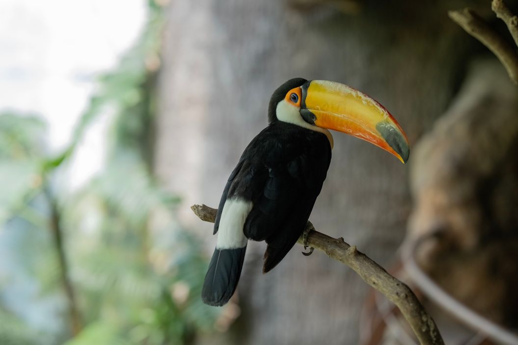 Meet the Channel Billed Toucan: Colorful Bird Species Facts