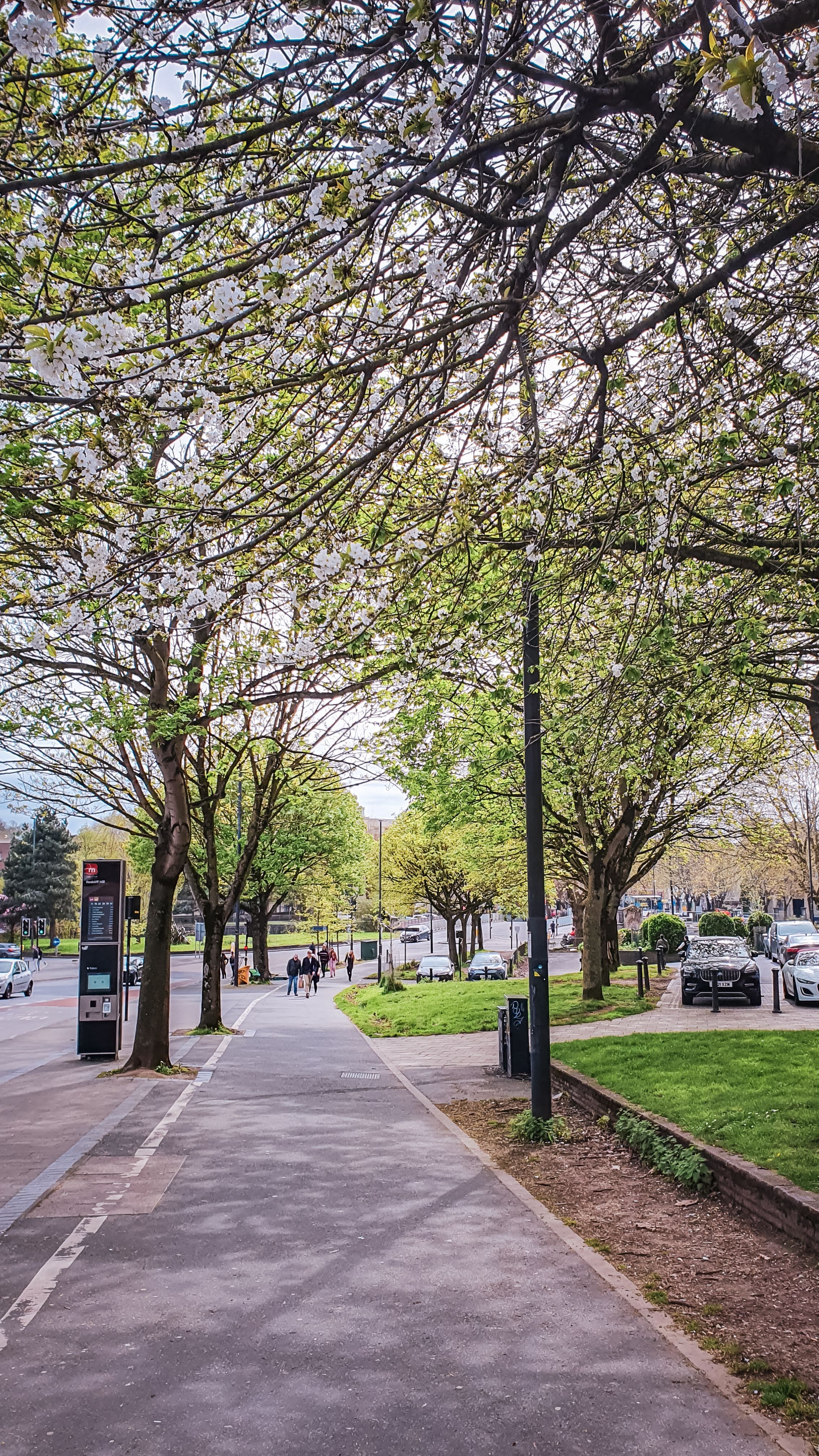 Trees over Sidewalk in Park · Free Stock Photo