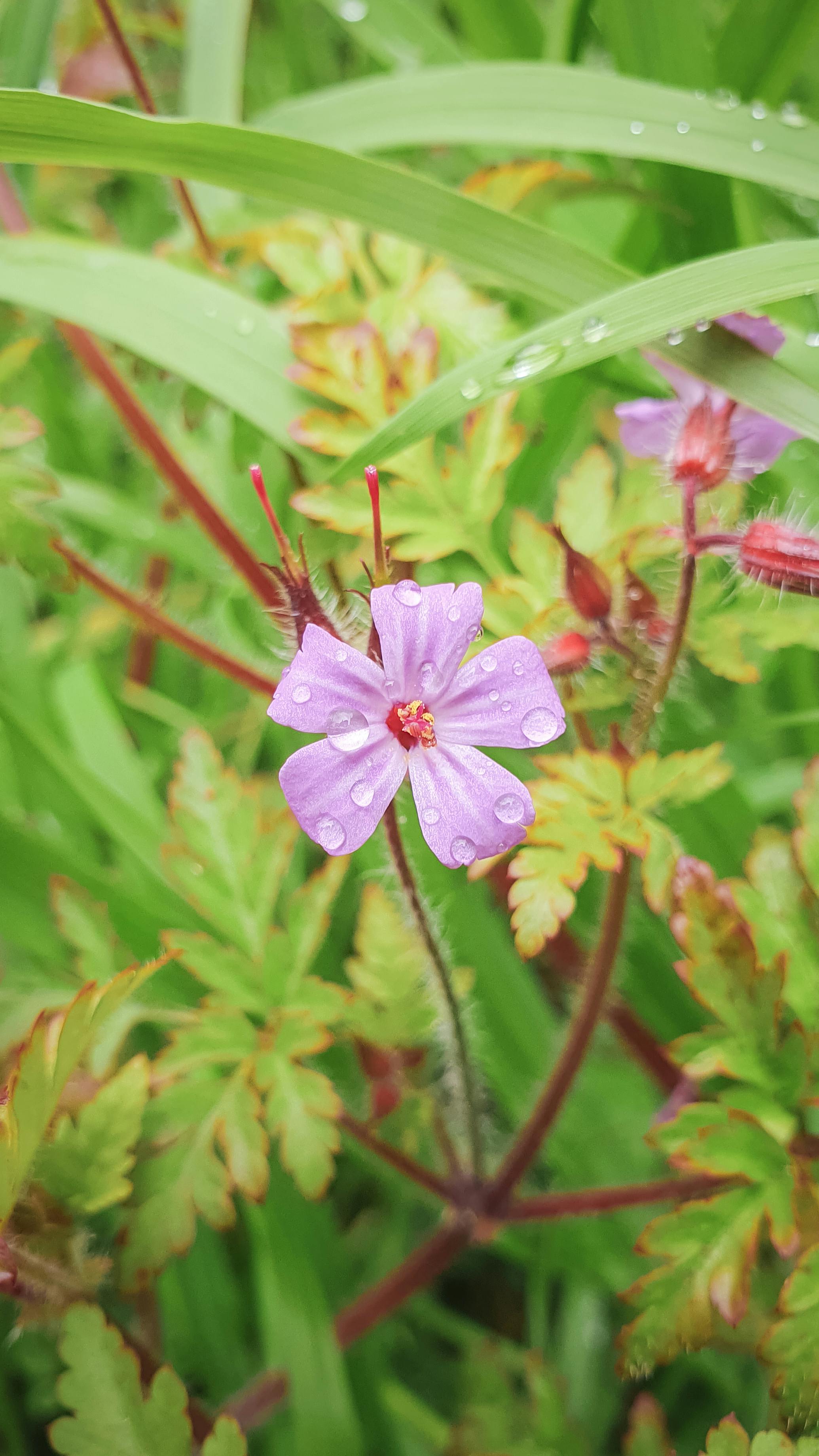 A small pink flower with green leaves in the middle · Free Stock Photo