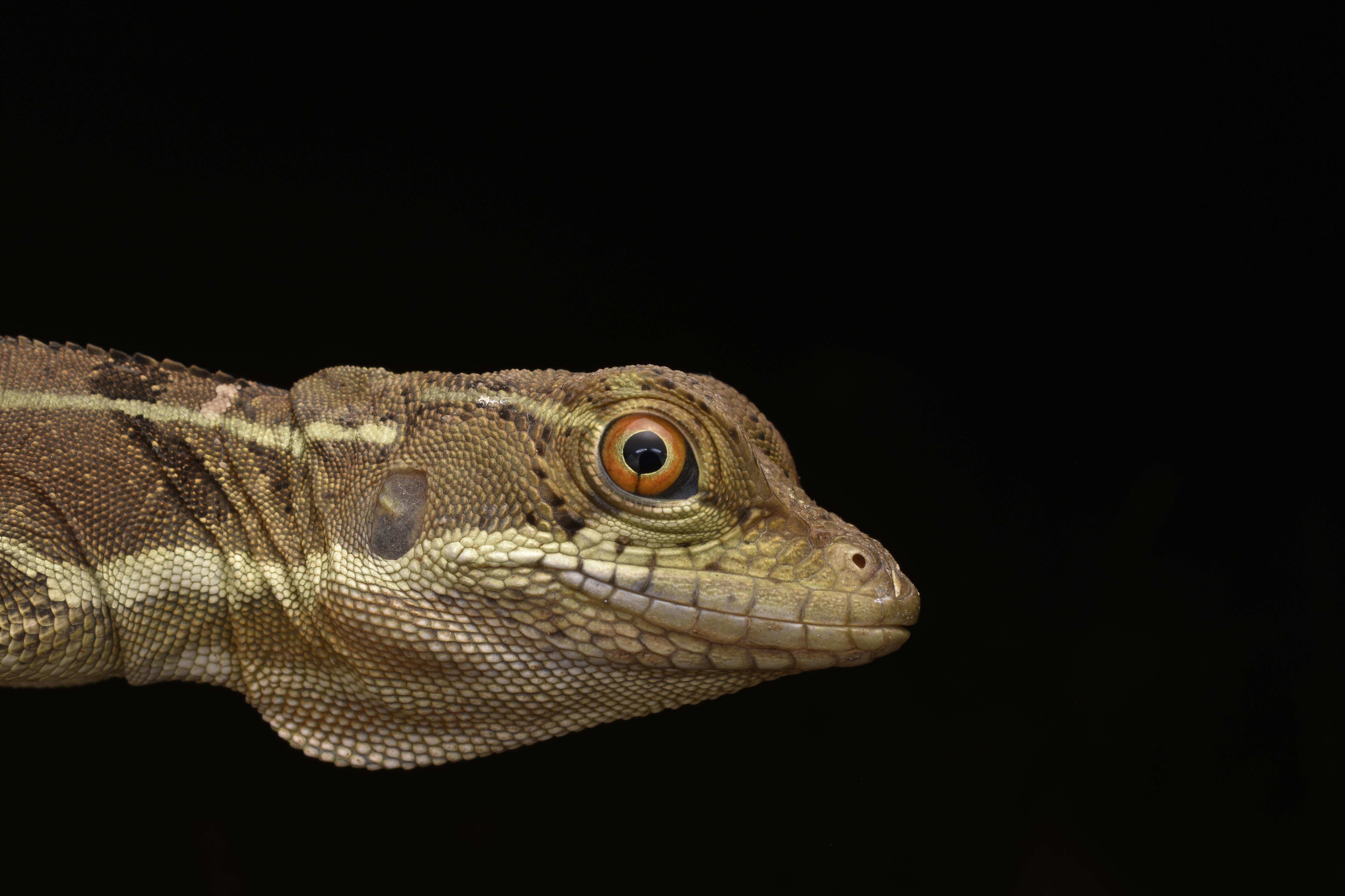 Head of Basilisk · Free Stock Photo