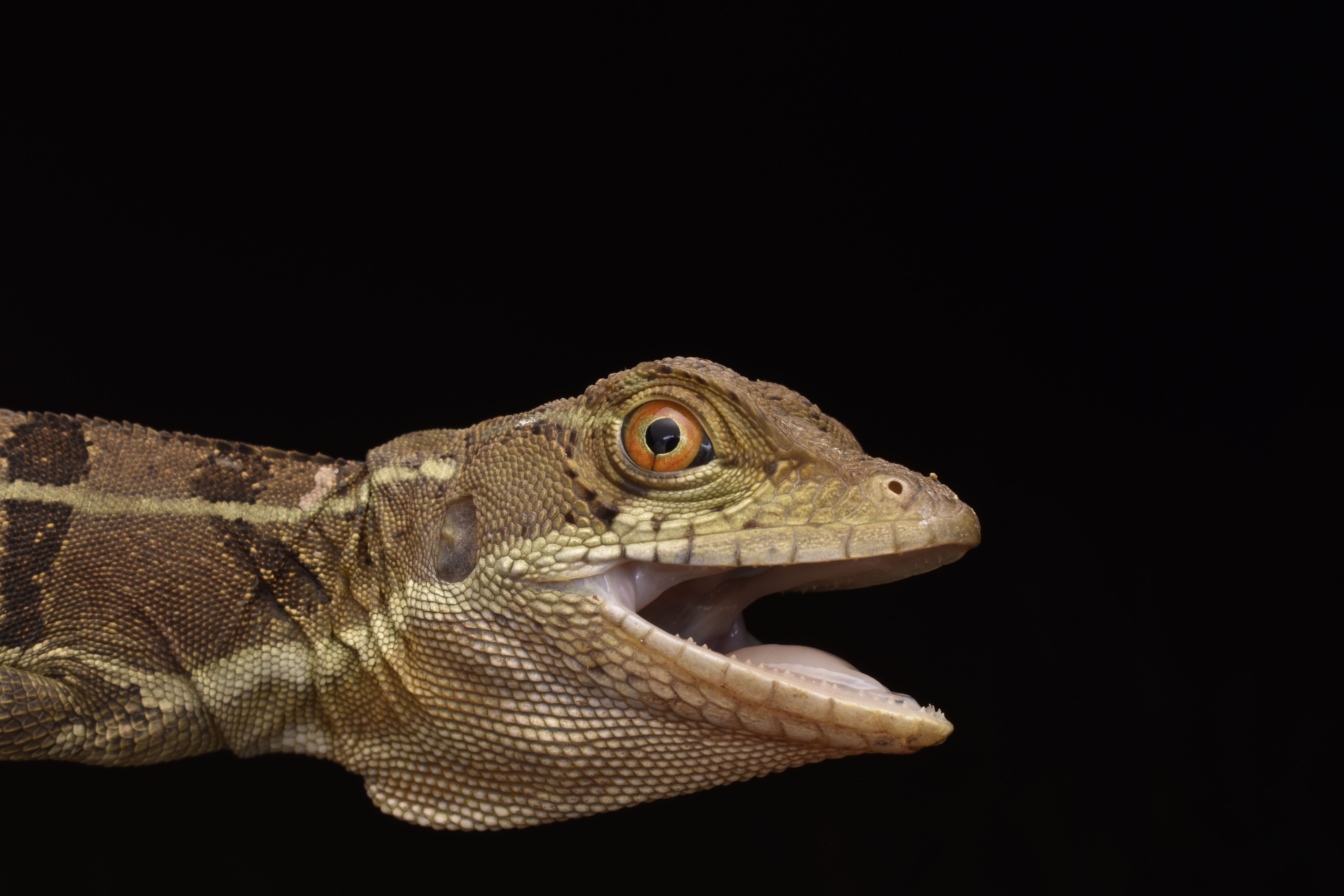 Head of Anolis · Free Stock Photo