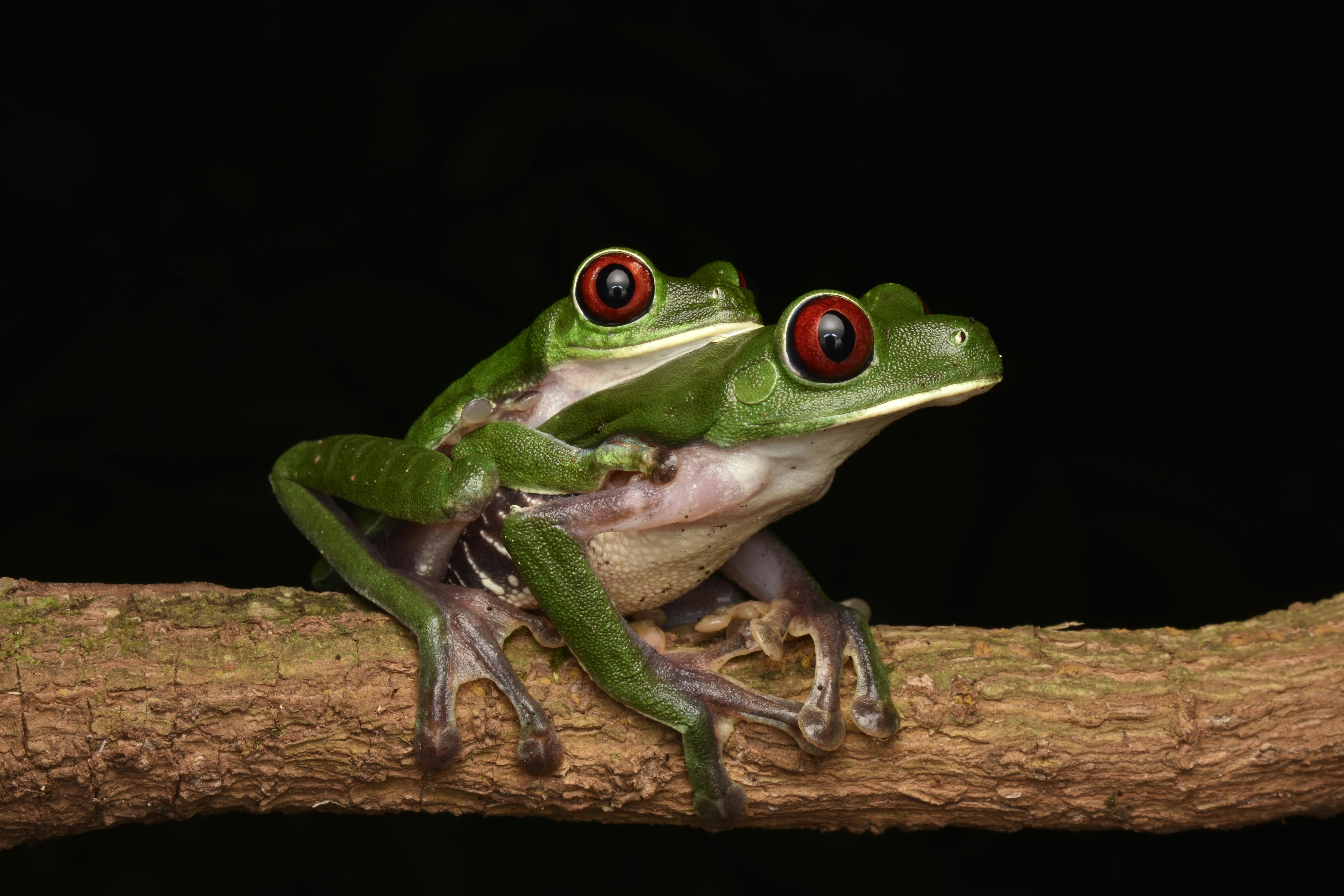 Frogs on Tree Branch · Free Stock Photo