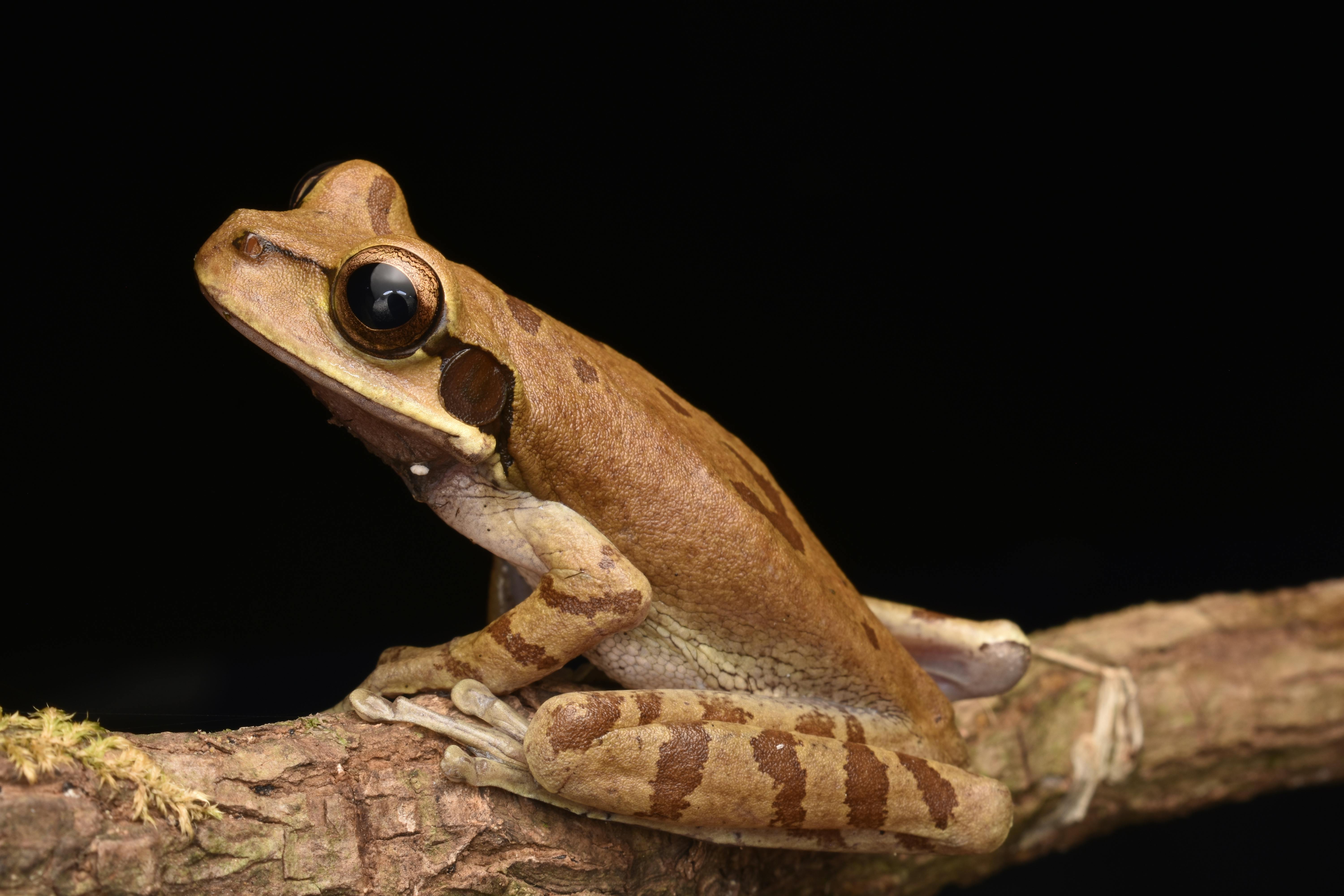 Basin Tree Frog on Branch · Free Stock Photo