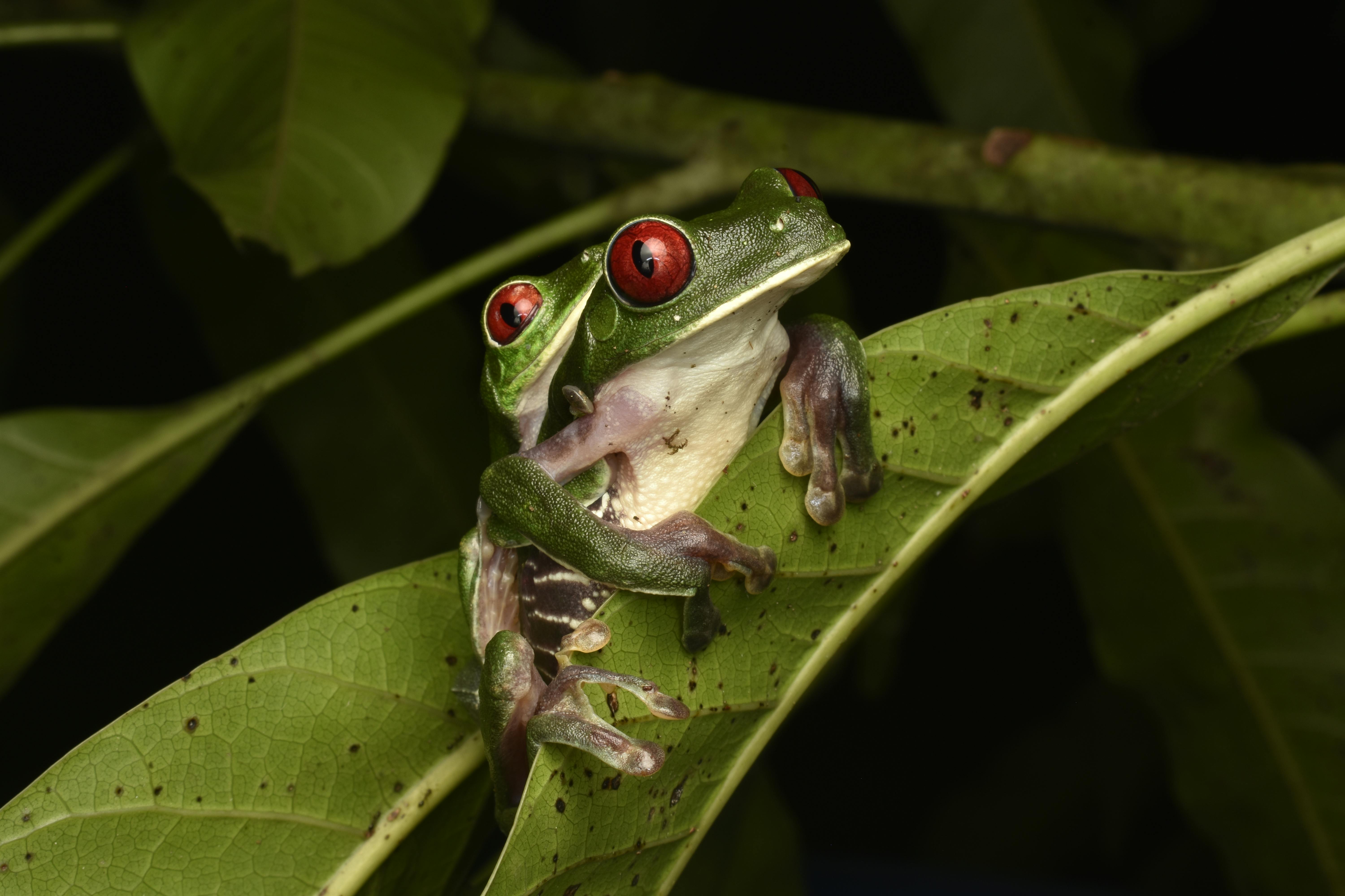 Two red eyed tree frogs sitting on a leaf · Free Stock Photo