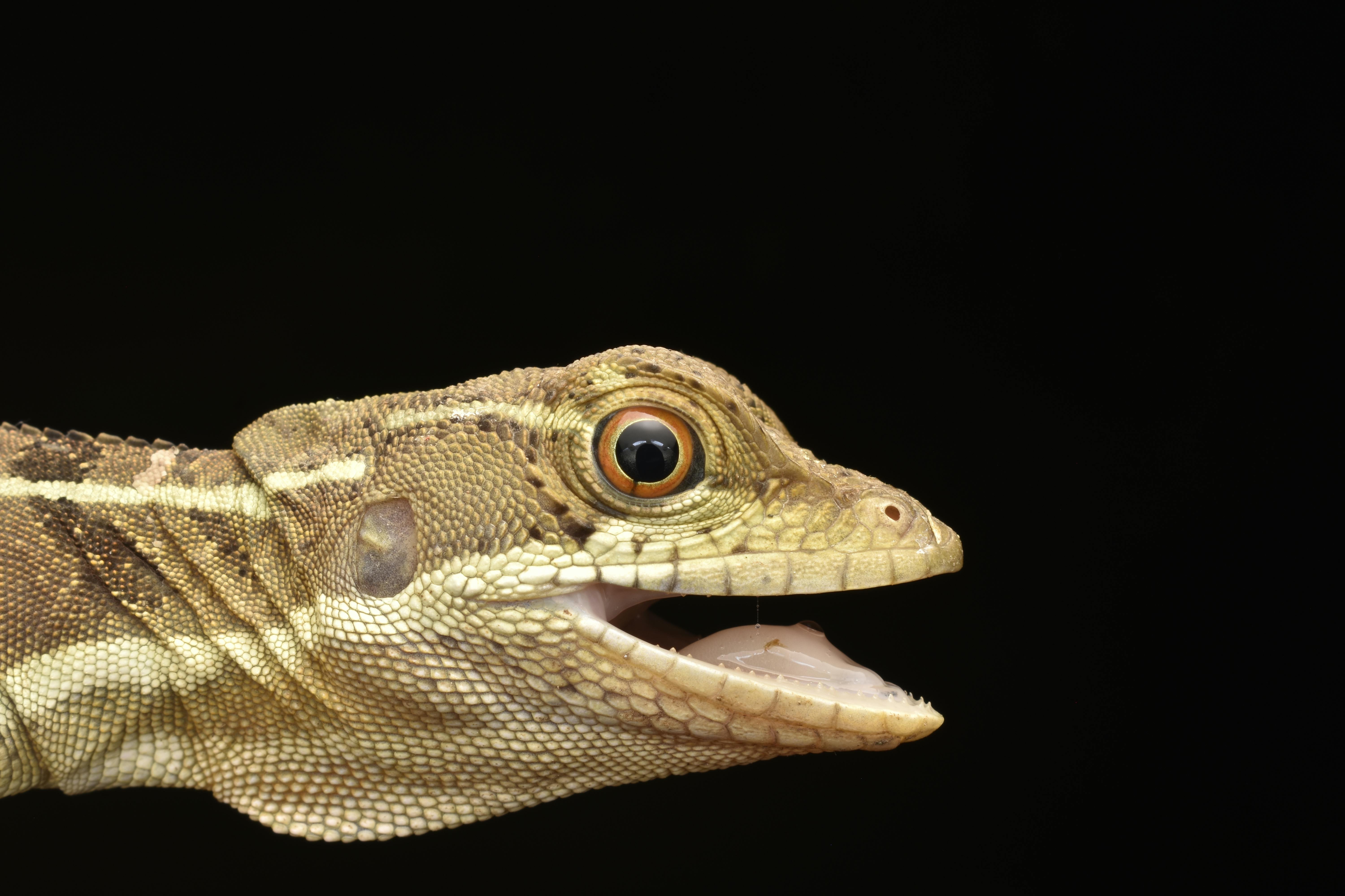 Head of Lizard · Free Stock Photo