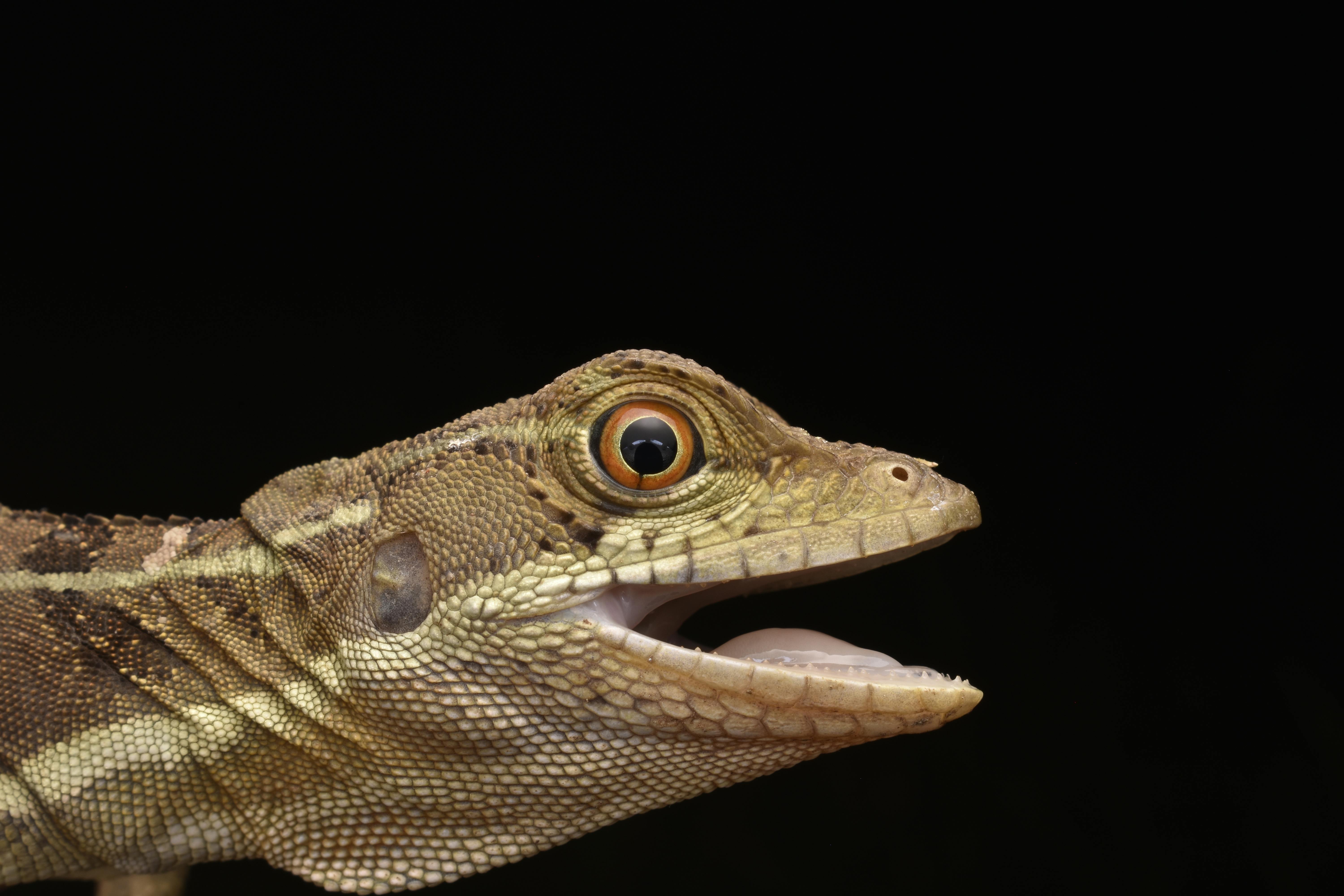 Head of Anolis Lizard · Free Stock Photo