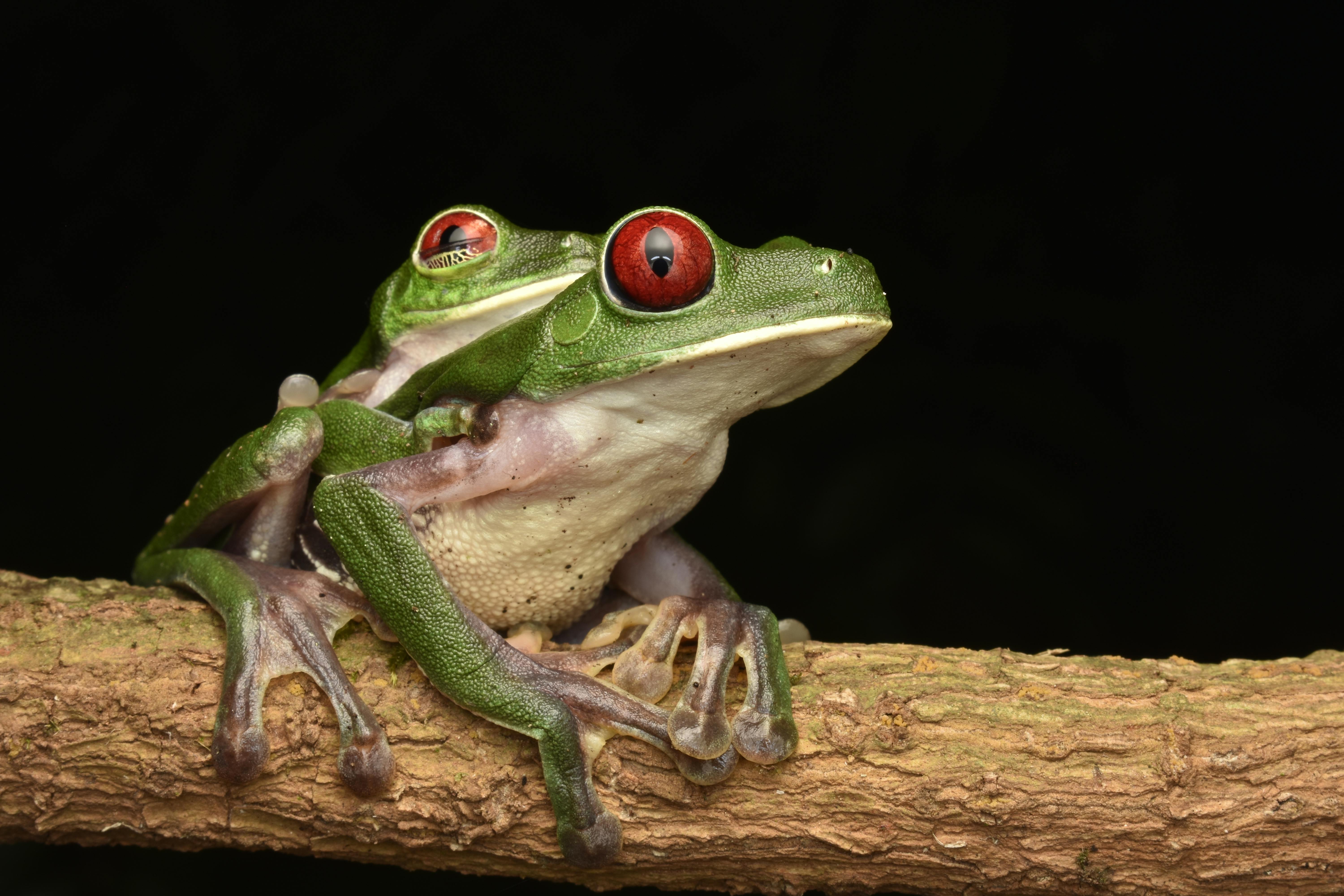 Two red eyed tree frogs sitting on a branch · Free Stock Photo