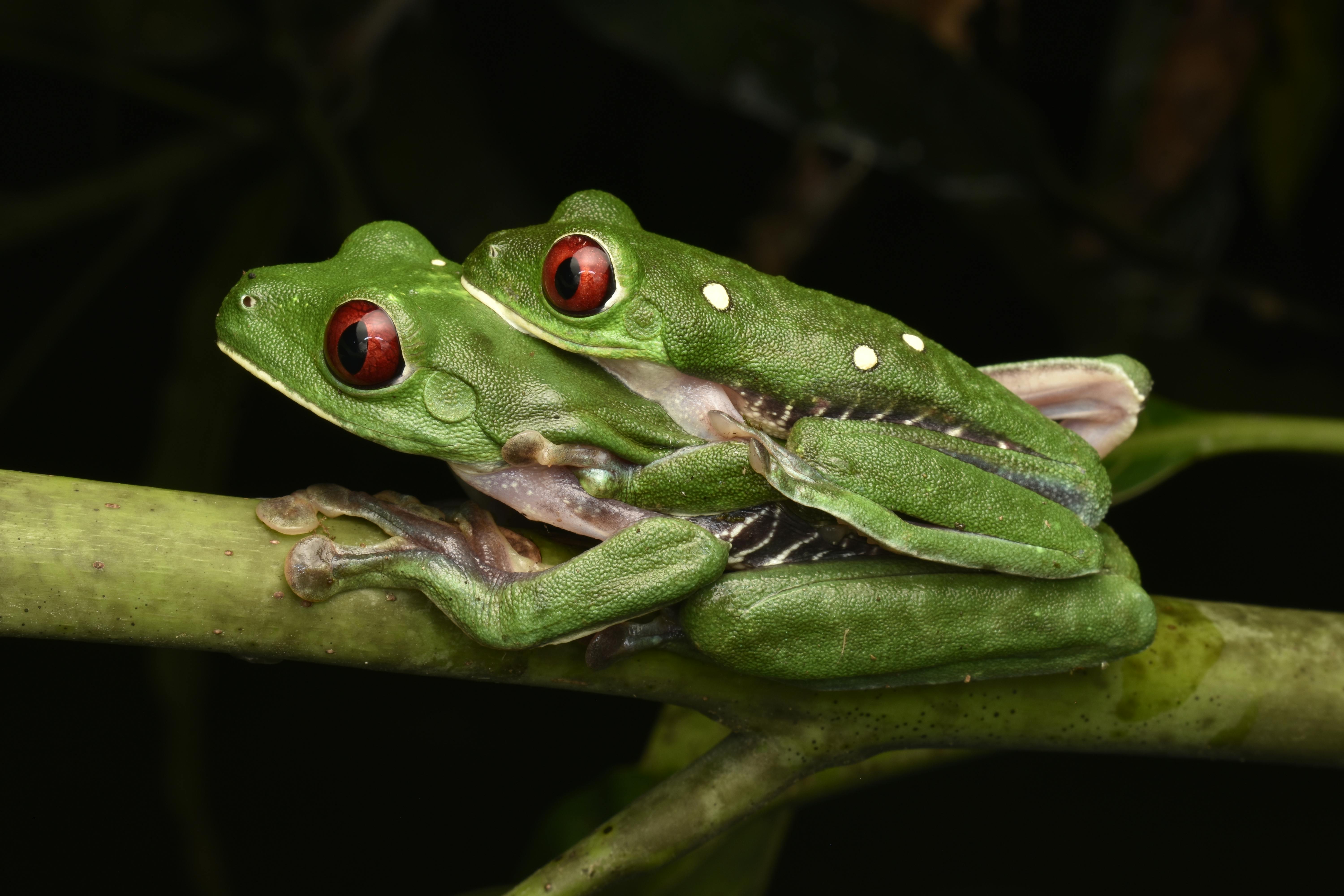 Red-eyed Tree Frogs on Stem · Free Stock Photo