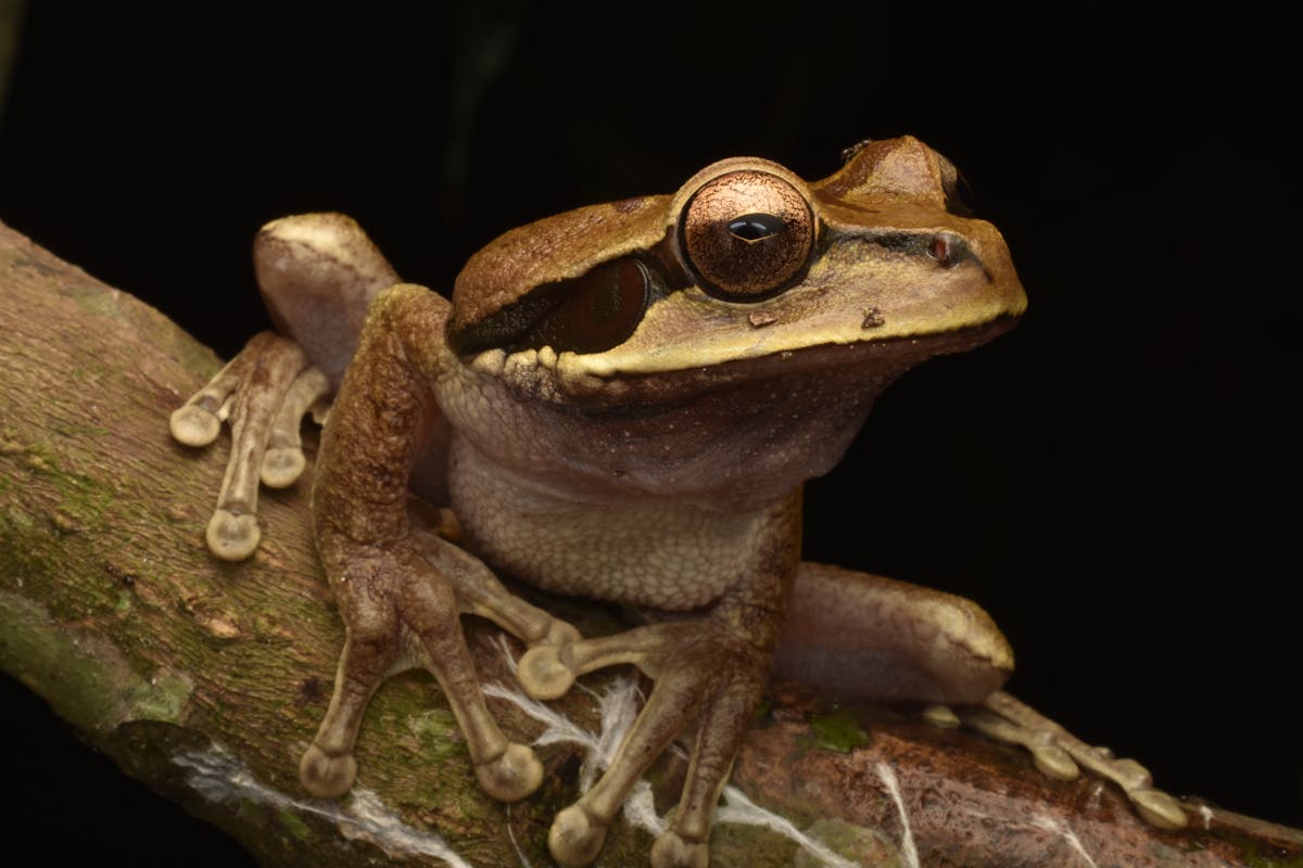 Cute Frog Photos, Download The BEST Free Cute Frog Stock Photos & HD Images