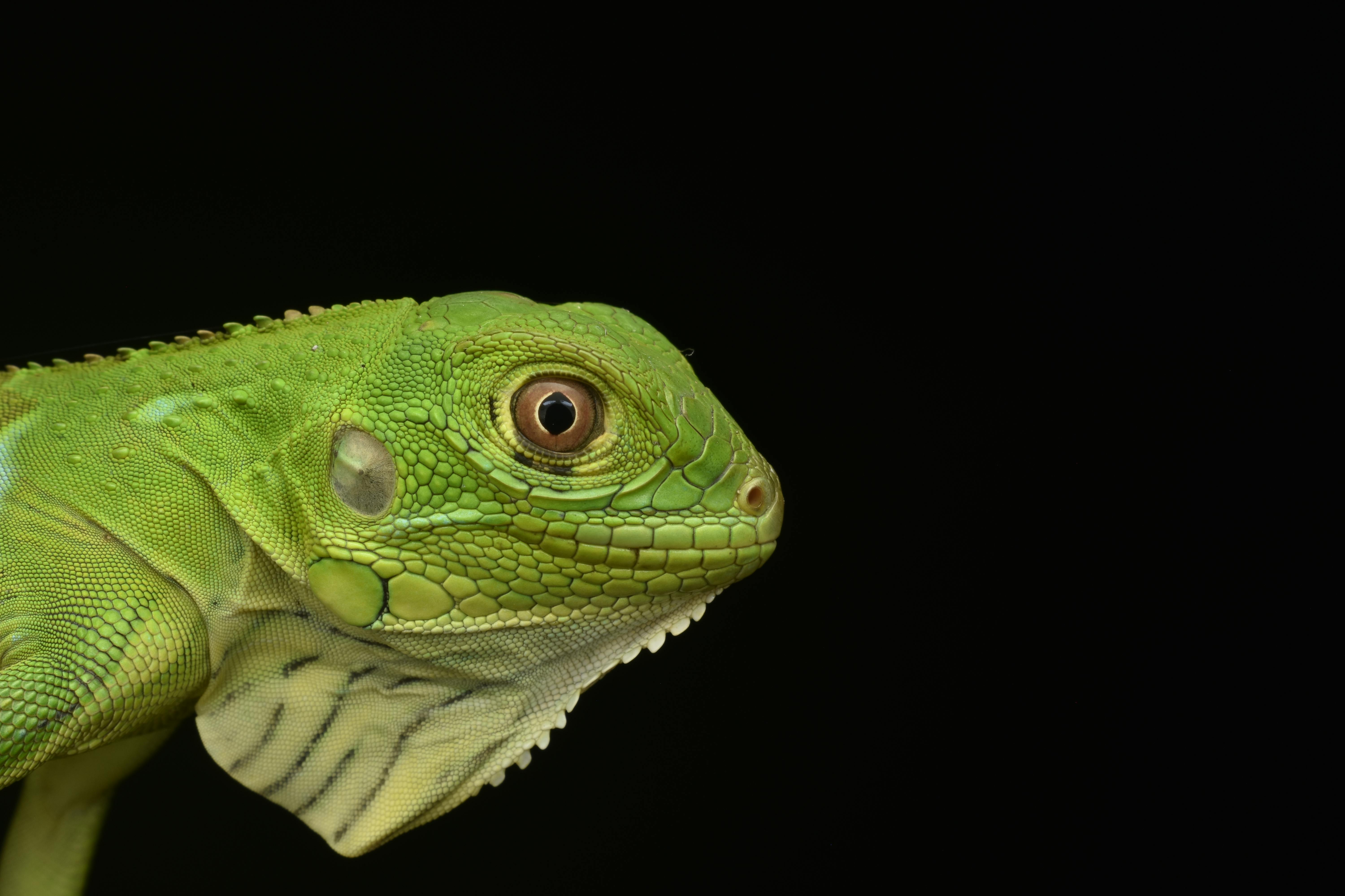 Glam Scale Photos, Download The BEST Free Glam Scale Stock Photos & HD ...