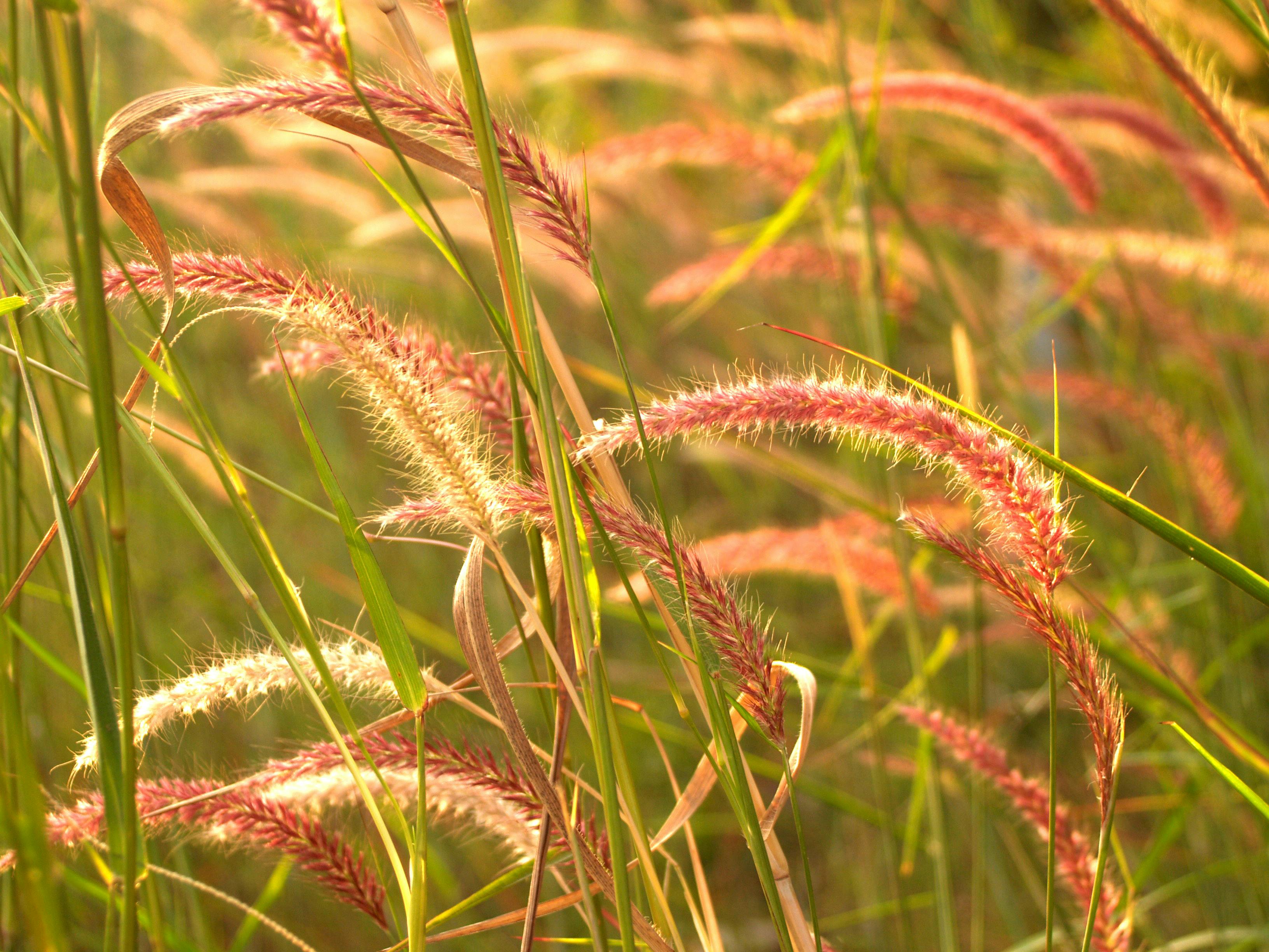 Red Cattail Plants · Free Stock Photo