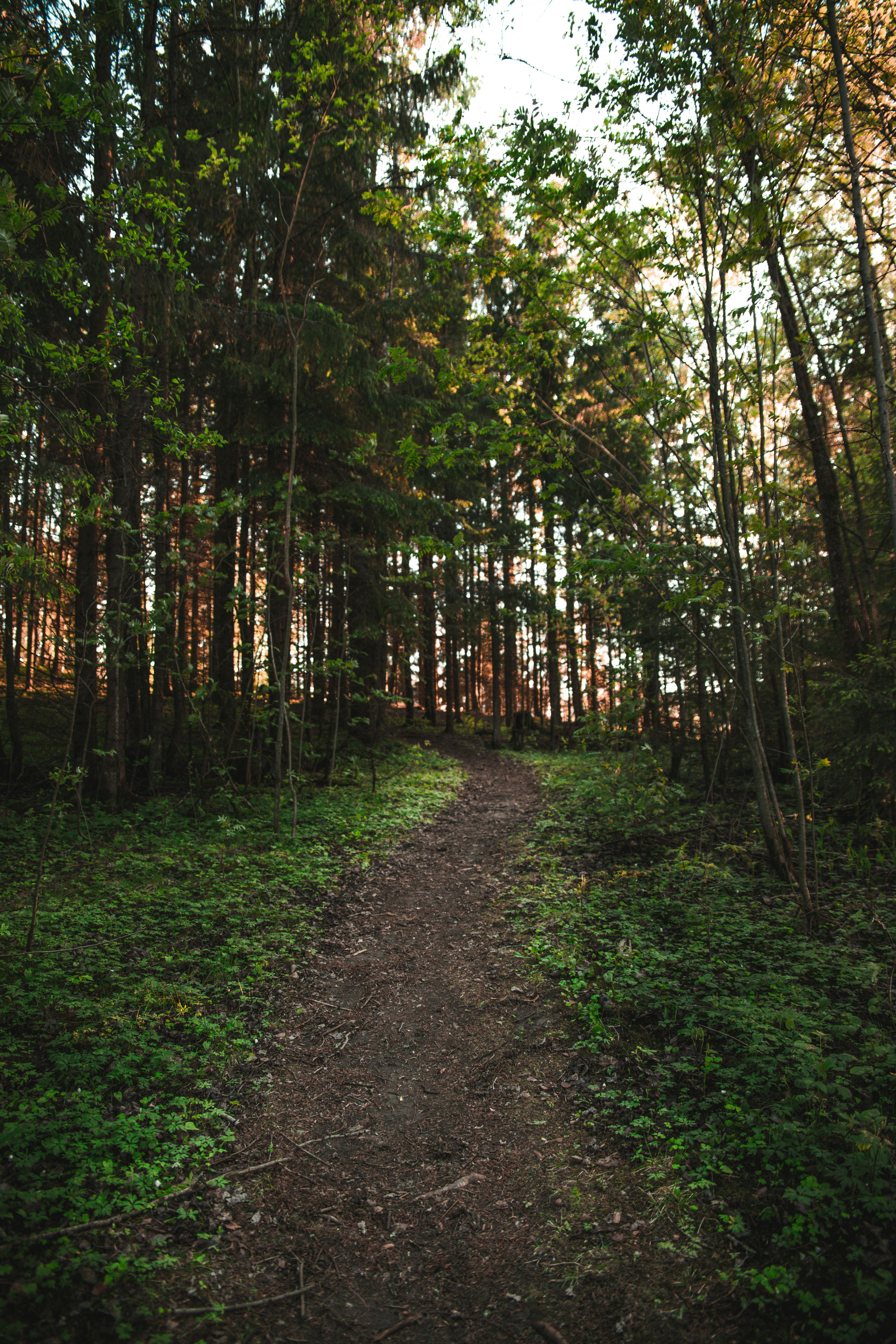 1000+ Amazing Nature Trail Running Photos · Pexels · Free Stock Photos