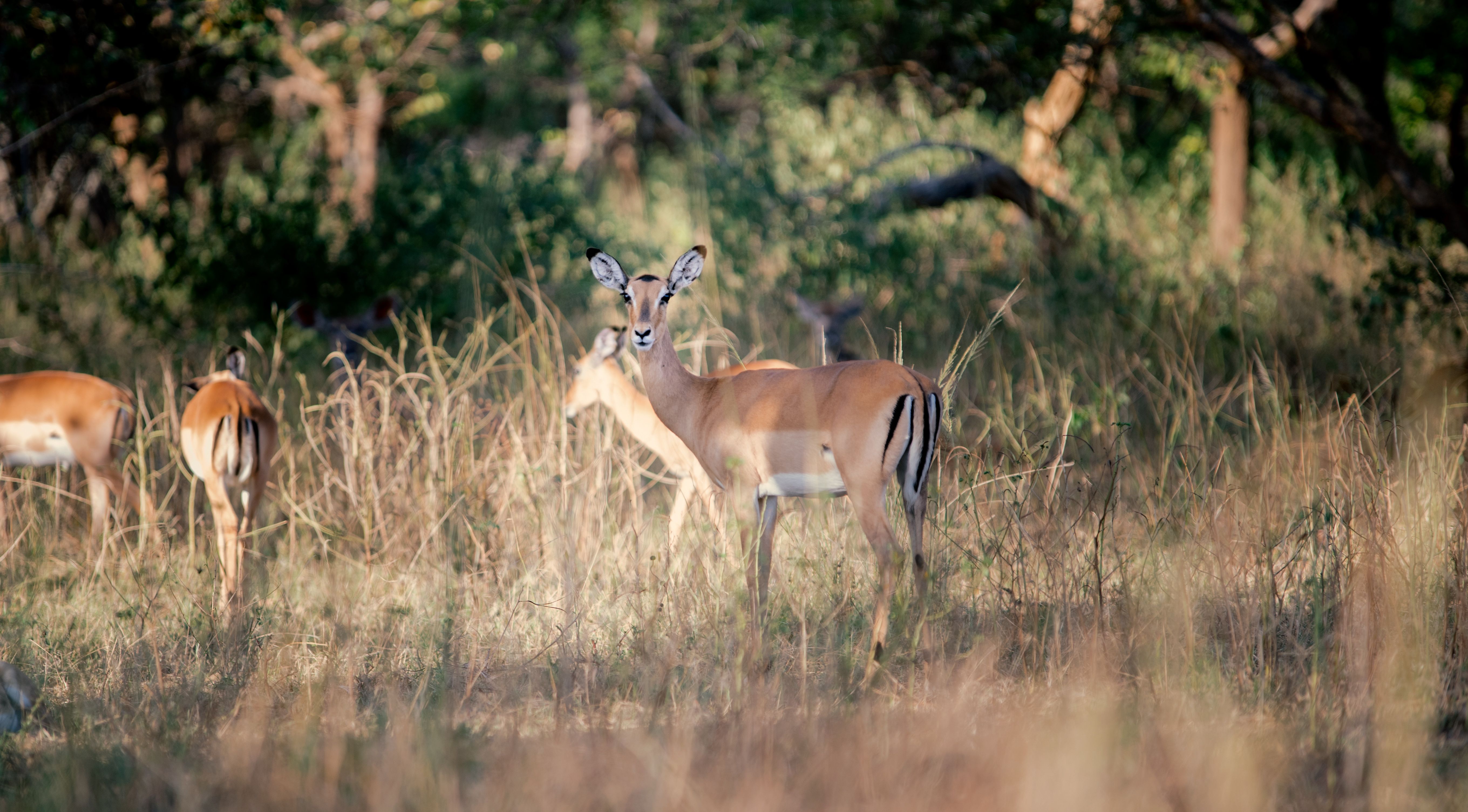 Mulemwa Lubinda - Fotografía