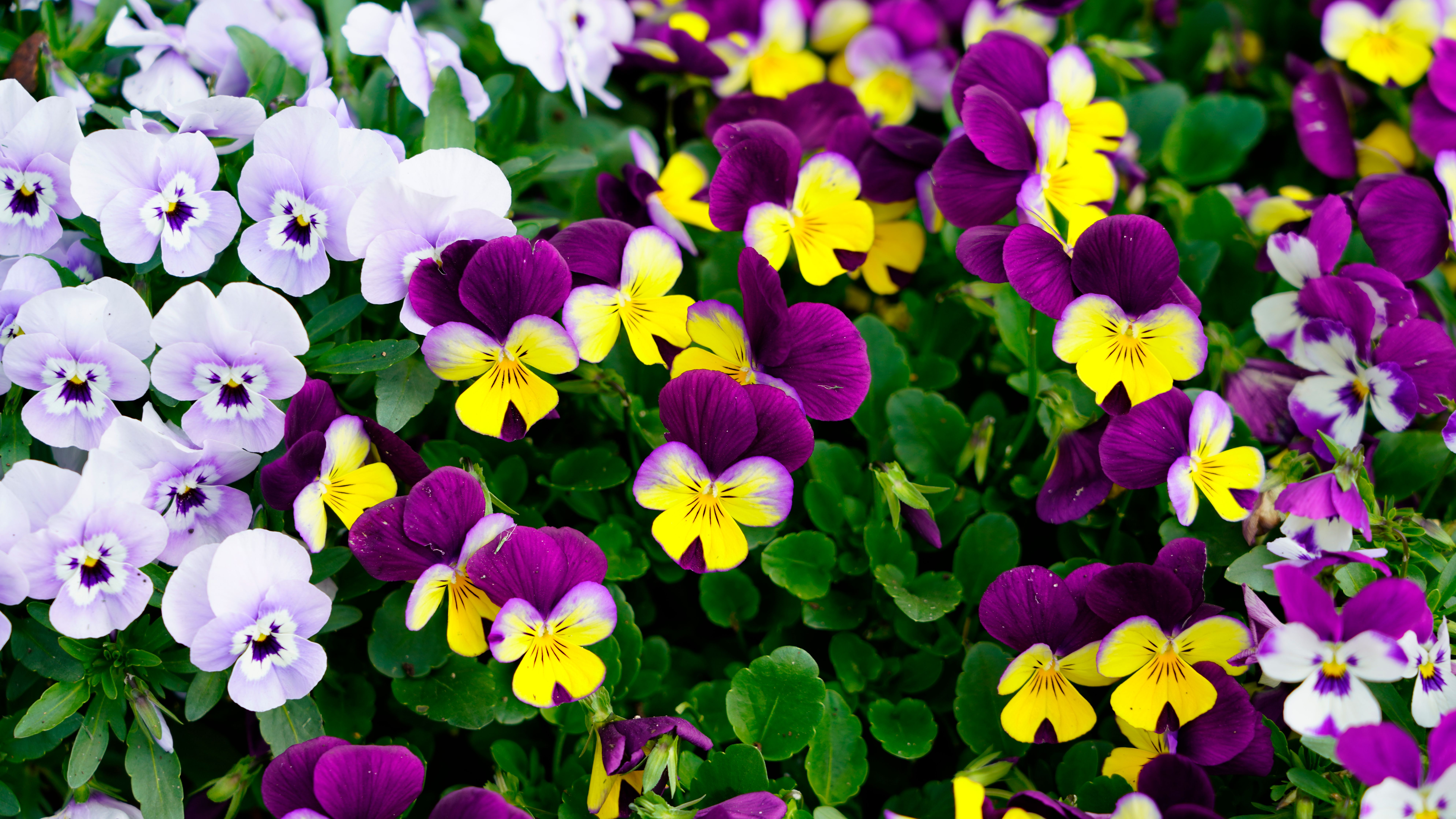 Colorful Pansies Flowers in Garden · Free Stock Photo