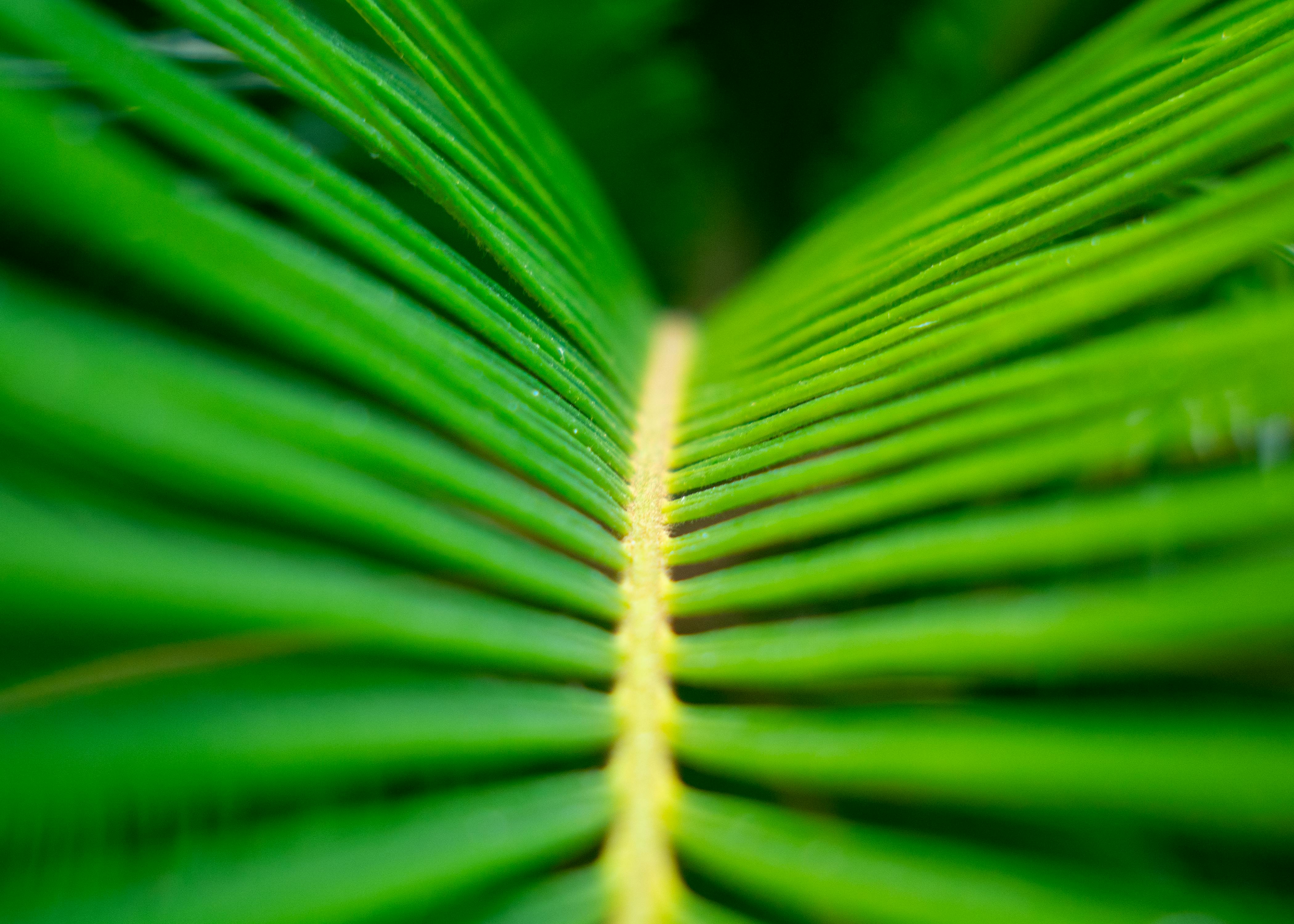 Plants & Flowers 111 Photos & Videos Collected by Alexa Heinrich