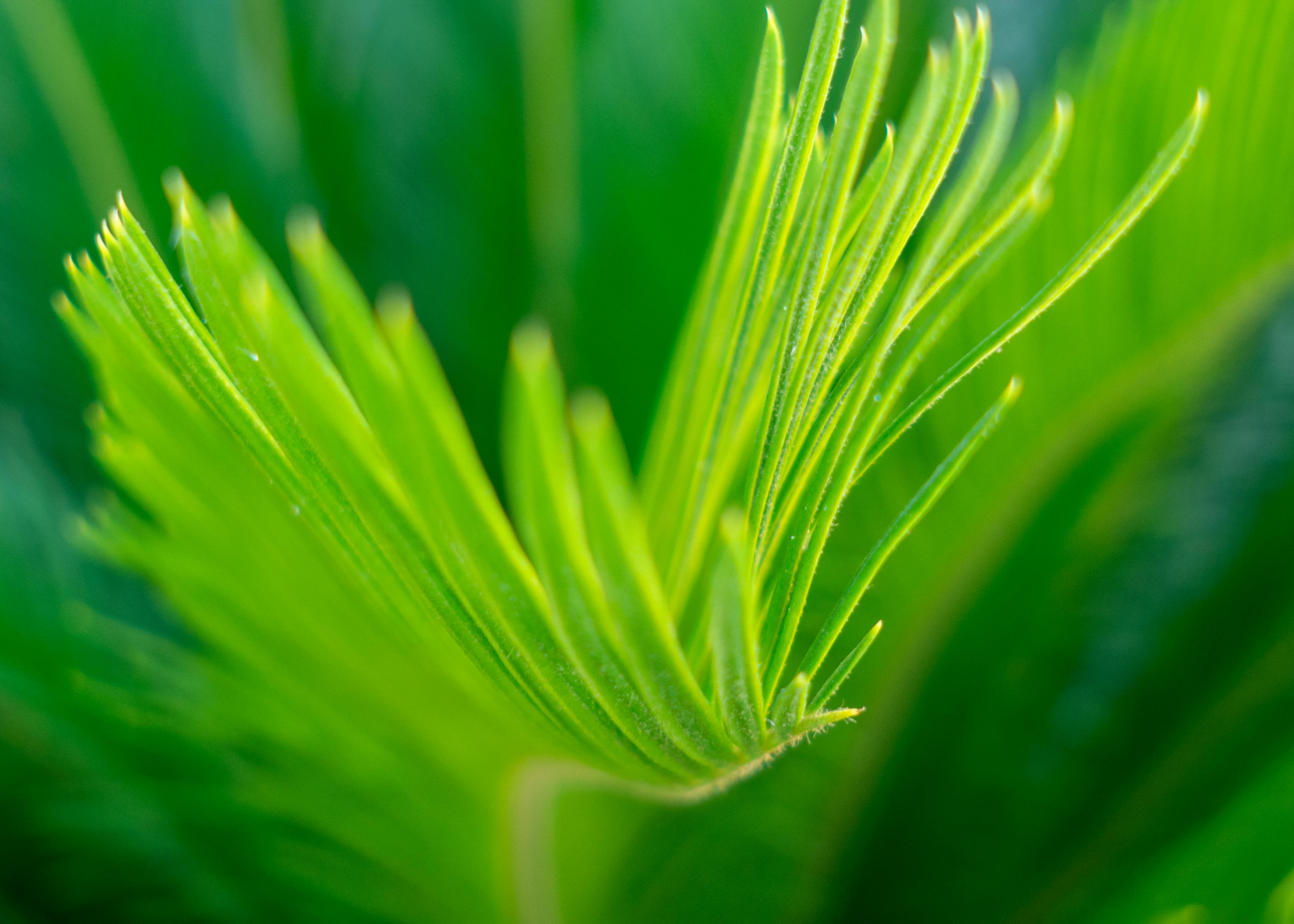 Plants & Flowers 111 Photos & Videos Collected by Alexa Heinrich