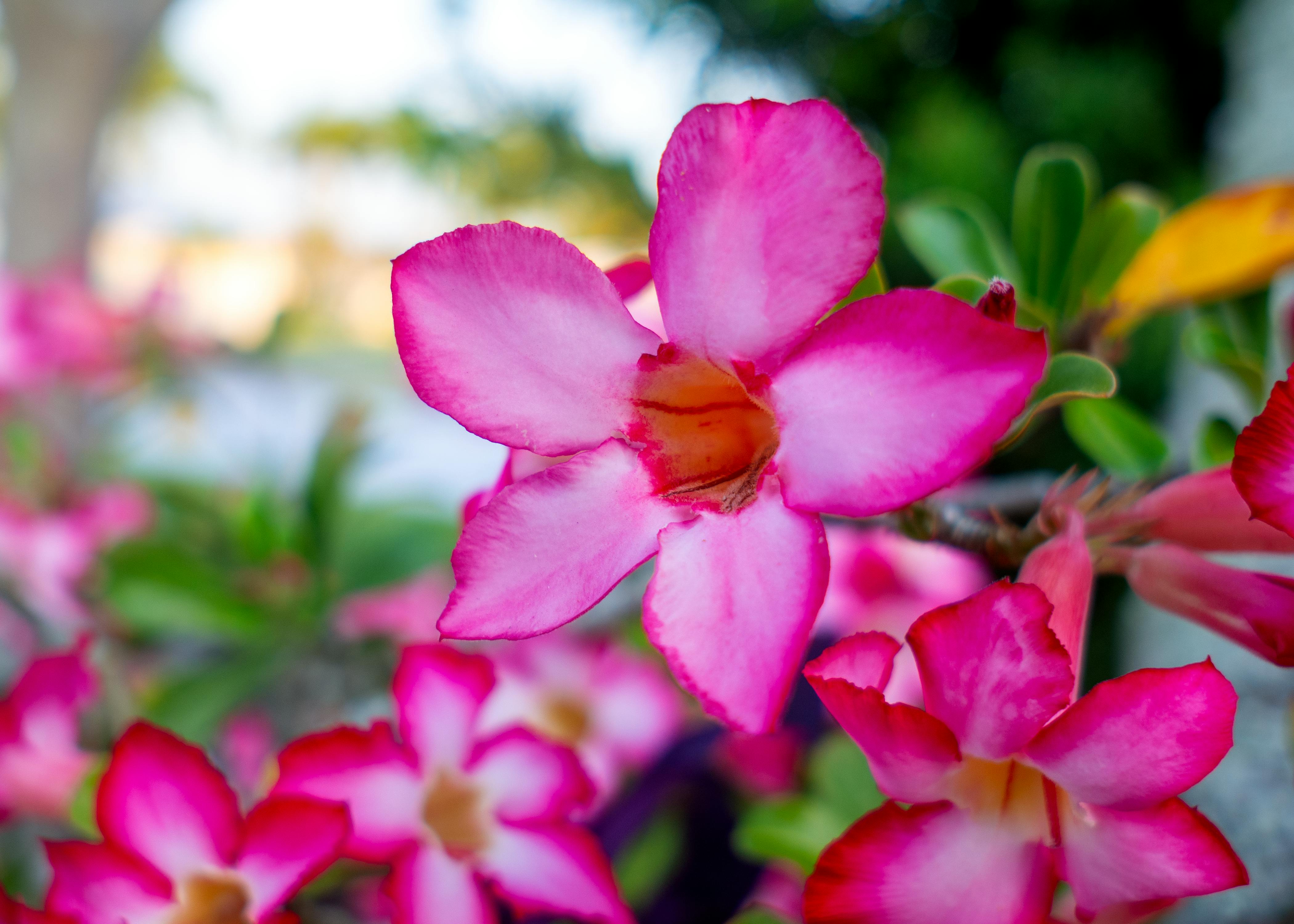 Plants & Flowers 111 Photos & Videos Collected by Alexa Heinrich