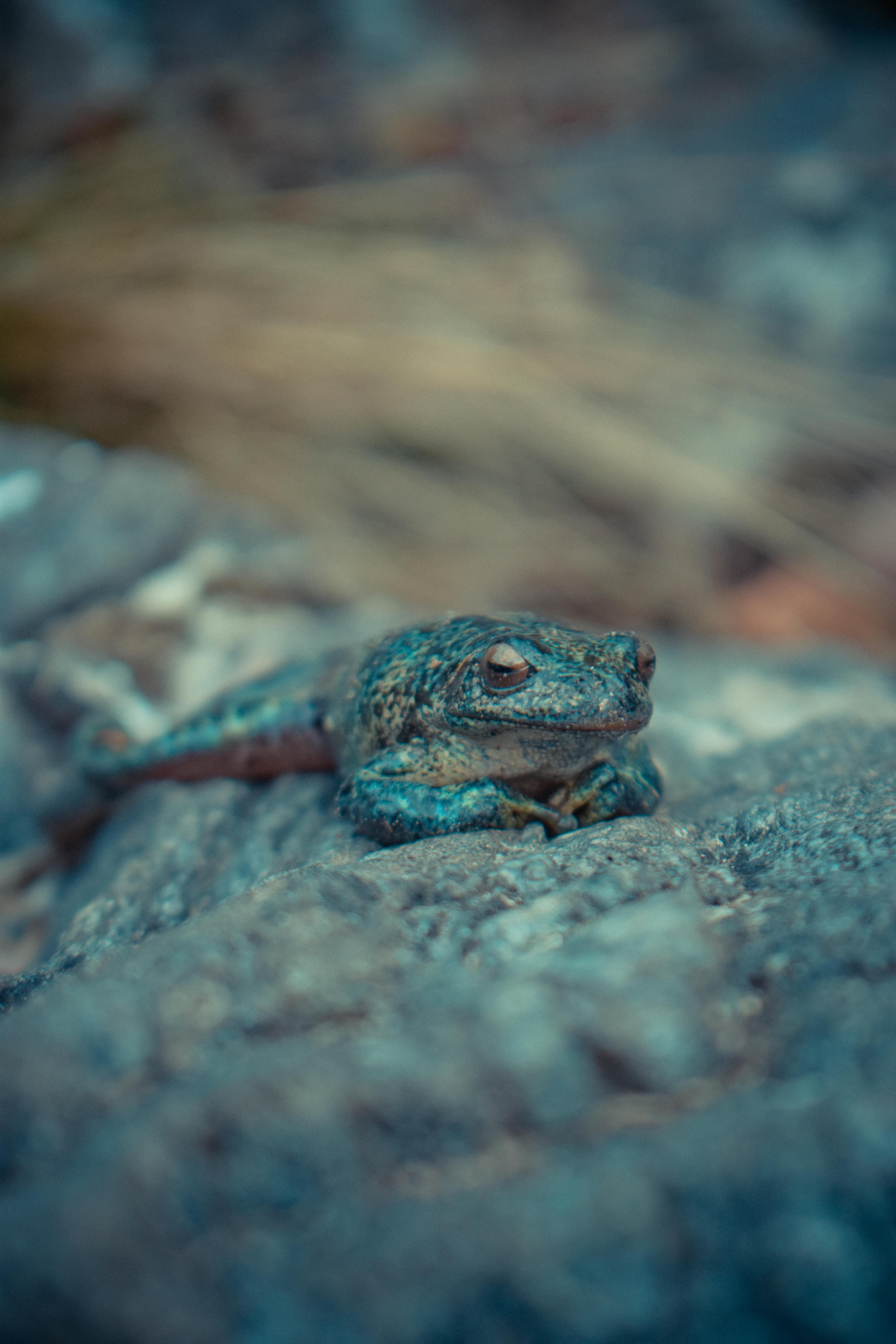 Frog on Stone · Free Stock Photo
