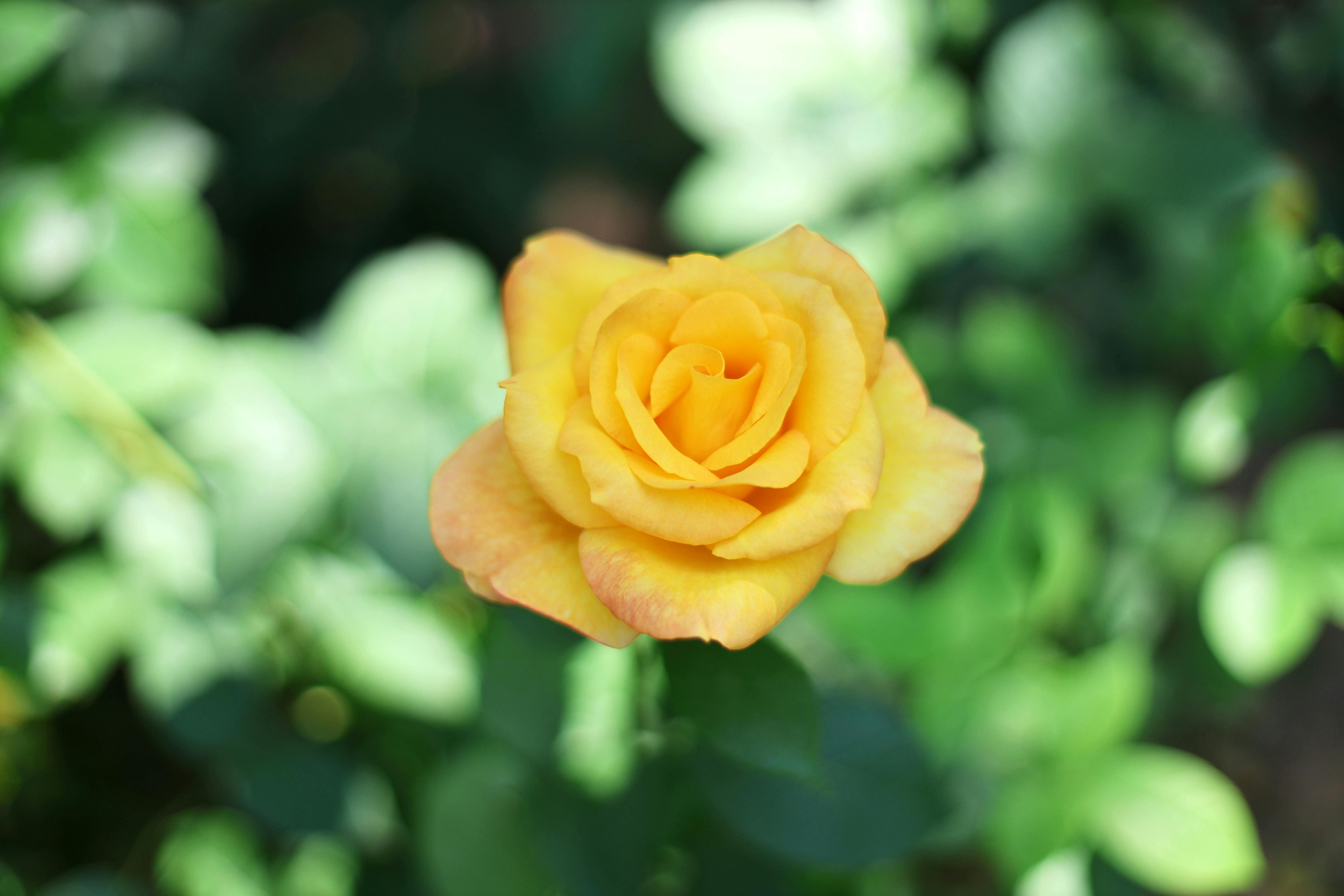Blooming Yellow Rose in the Summer Garden · Free Stock Photo