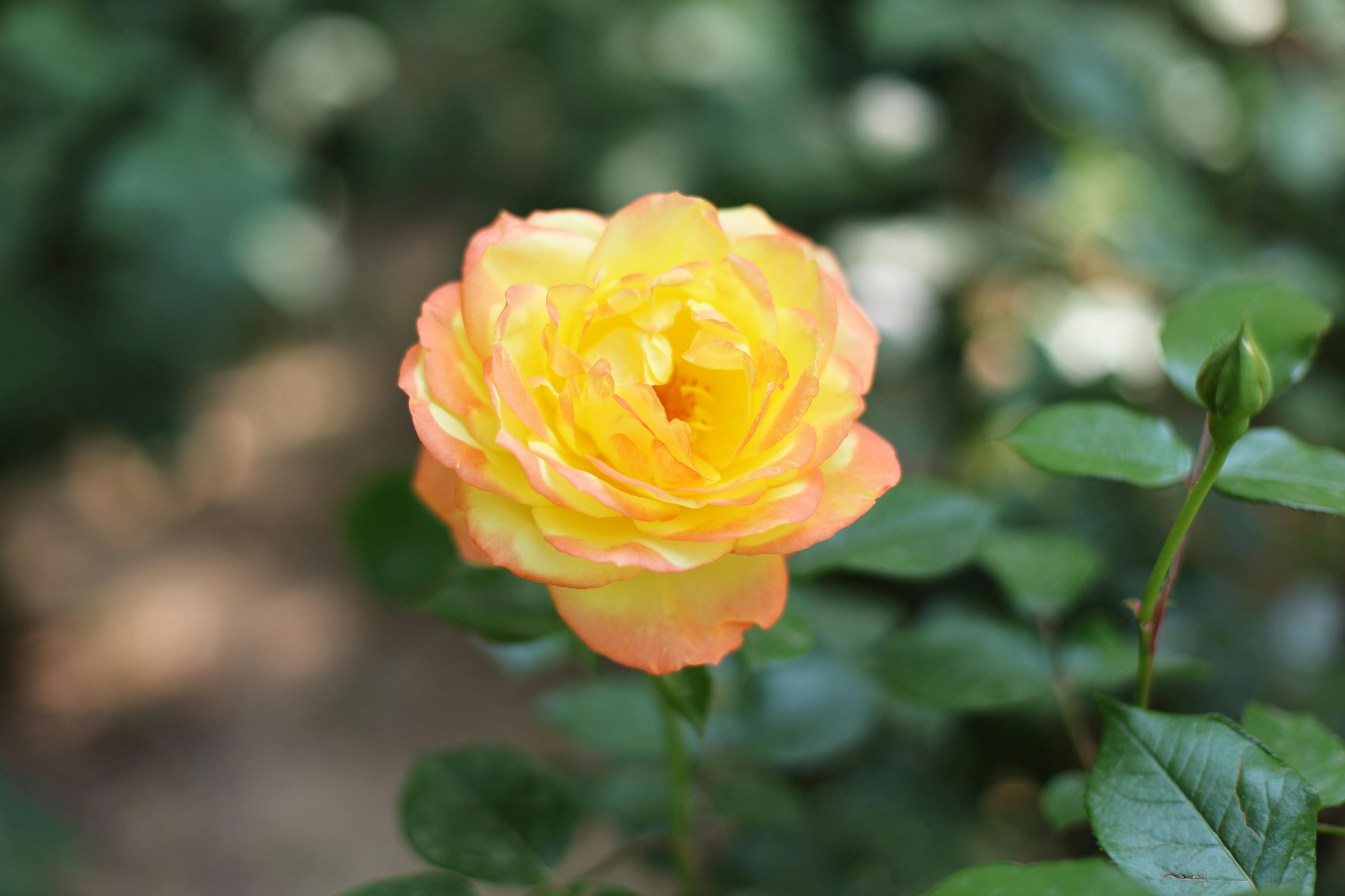 Yellow Flowering Rose · Free Stock Photo