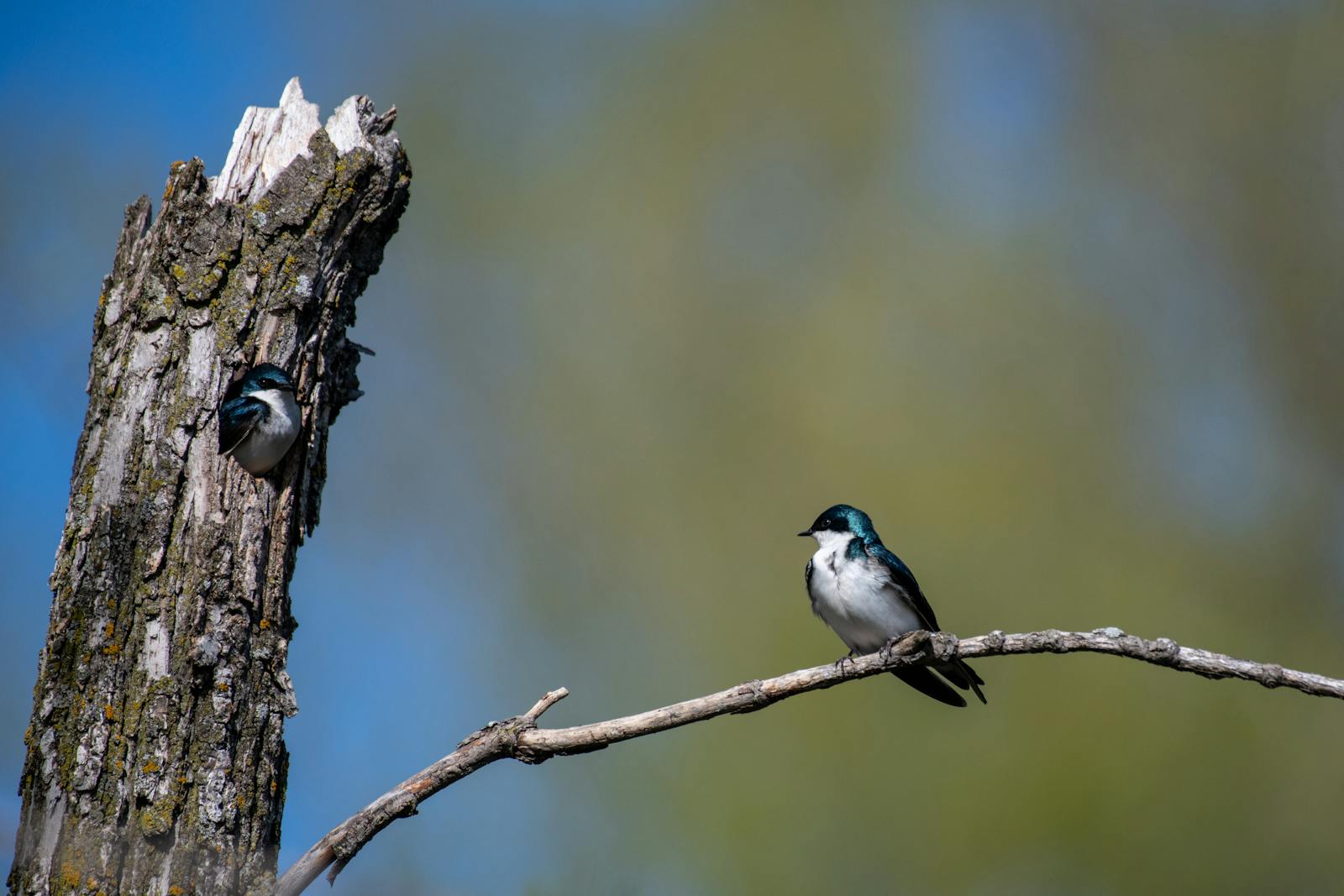 Swallow Bird Photos, Download The BEST Free Swallow Bird Stock Photos ...