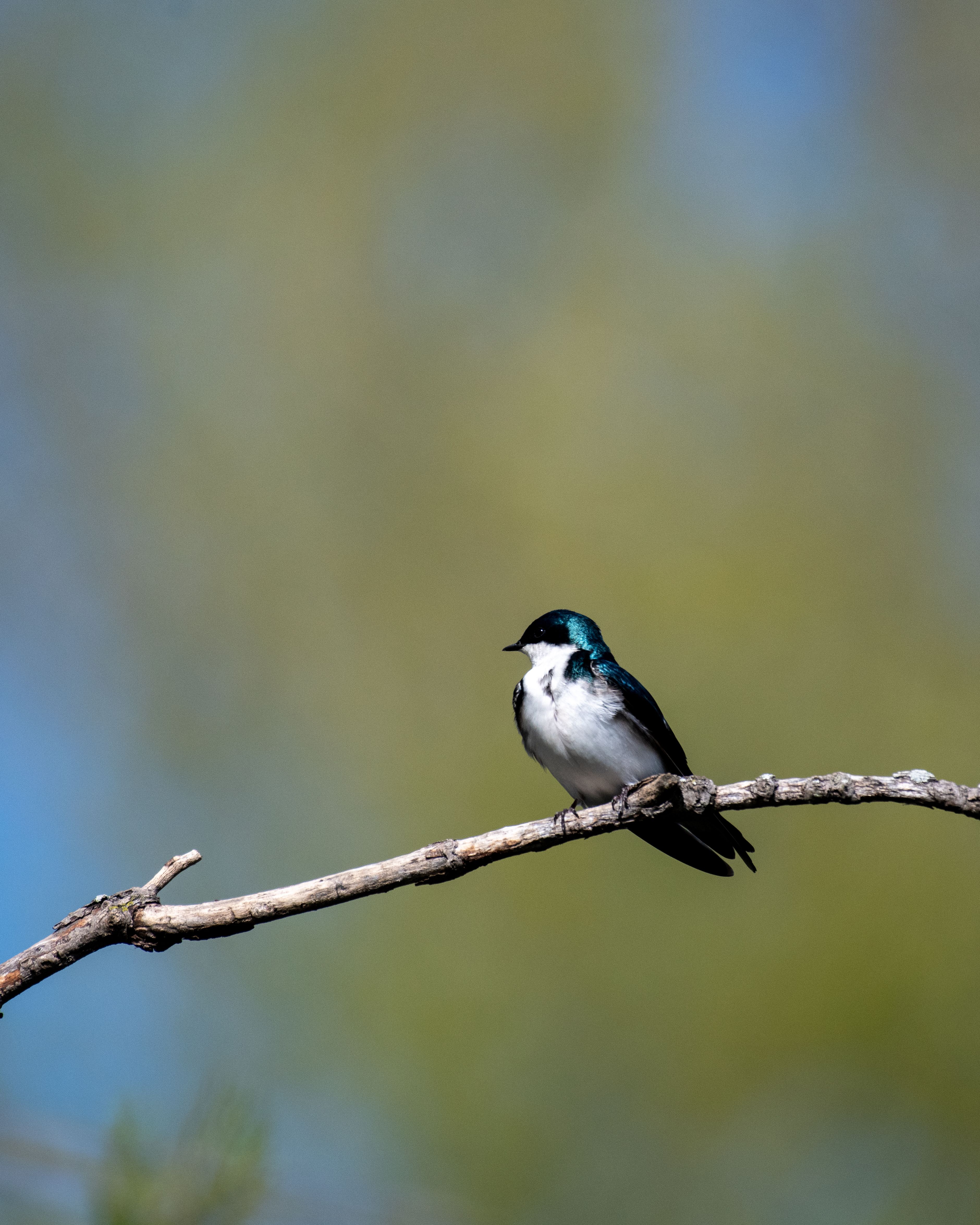 Blue Swallow in Branch · Free Stock Photo
