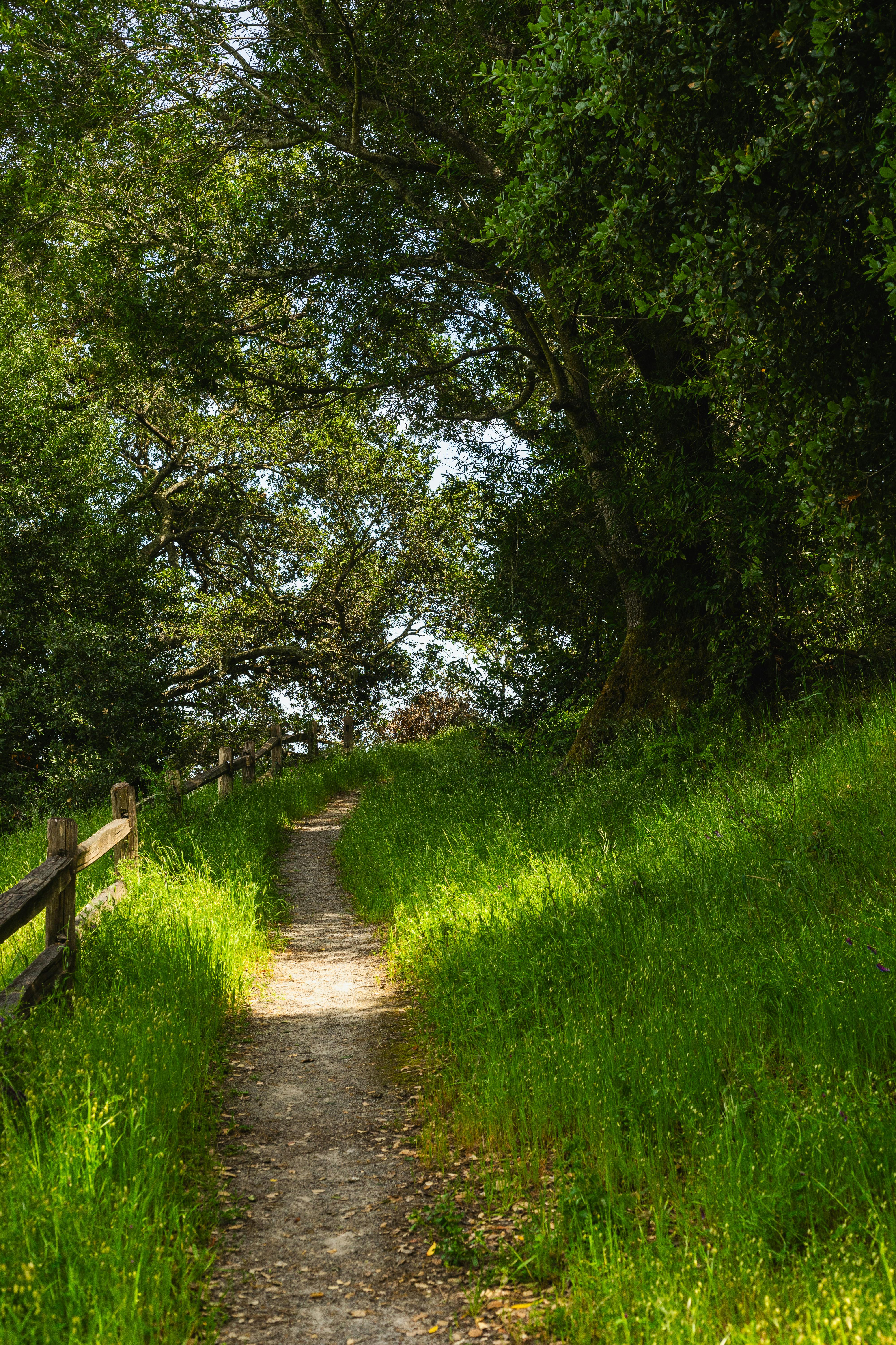 Footpath in Forest by Fence · Free Stock Photo