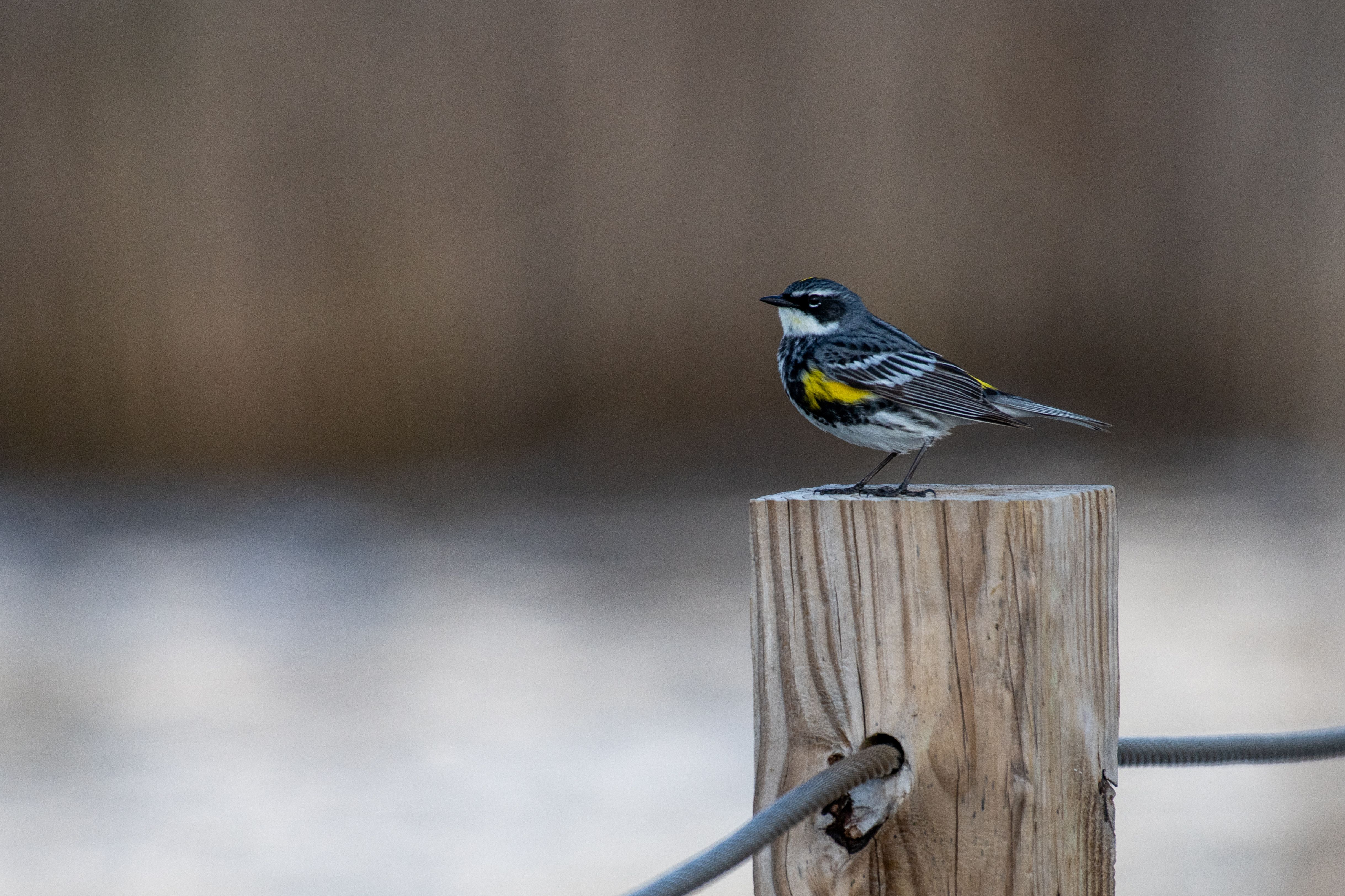 Close-up of Bird on Wood · Free Stock Photo