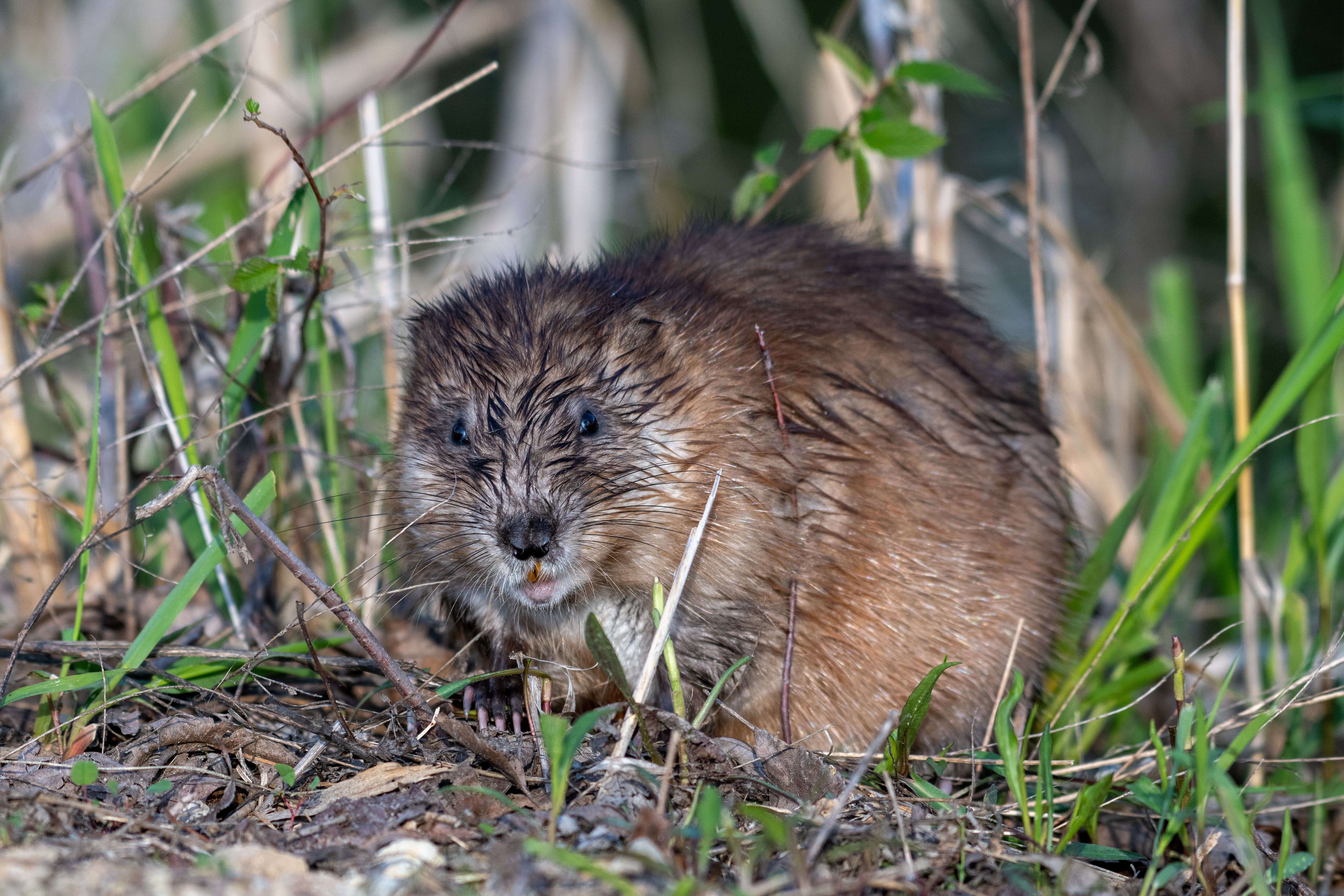 Beaver Among Grass · Free Stock Photo