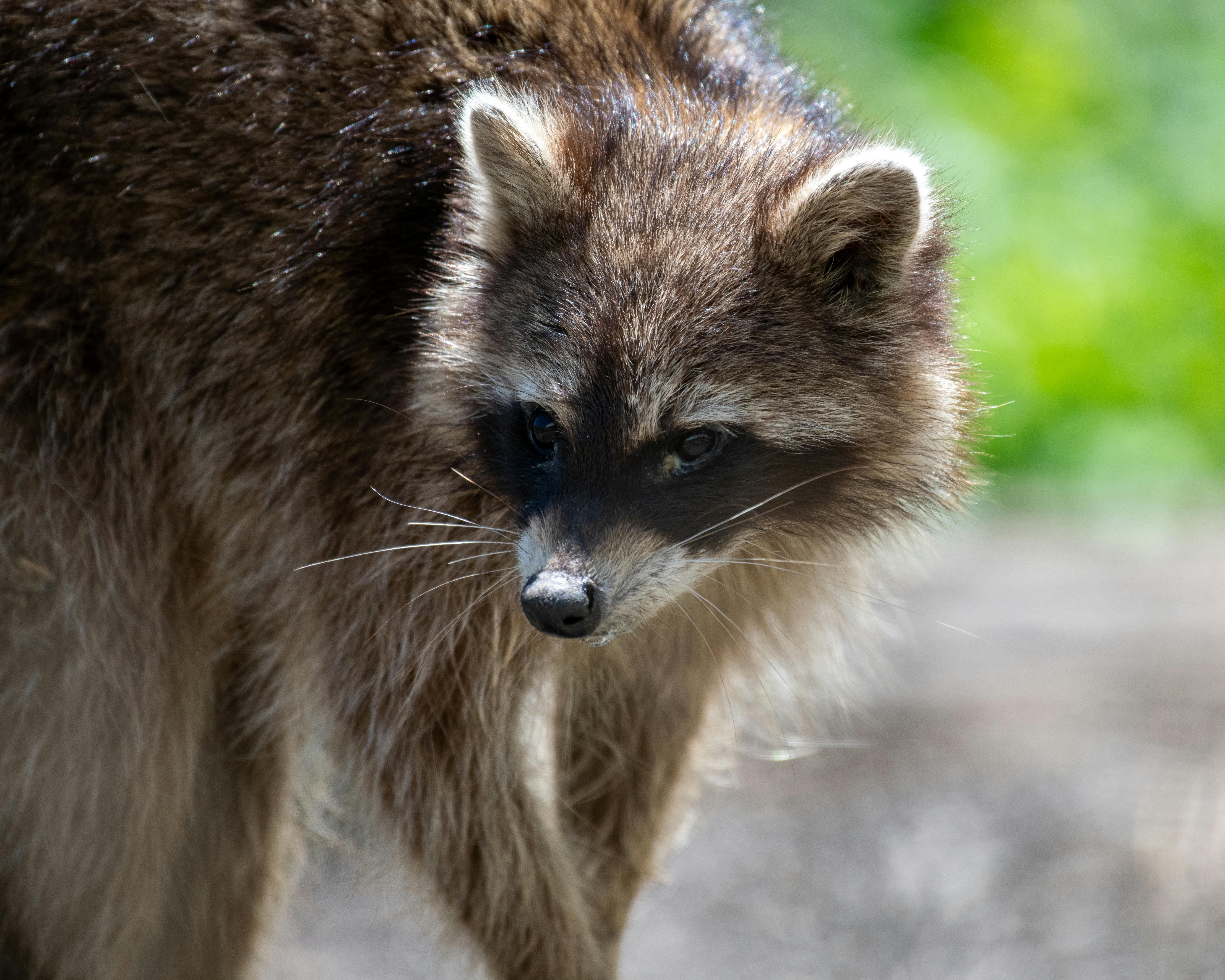 Close-up of Standing Raccoon · Free Stock Photo
