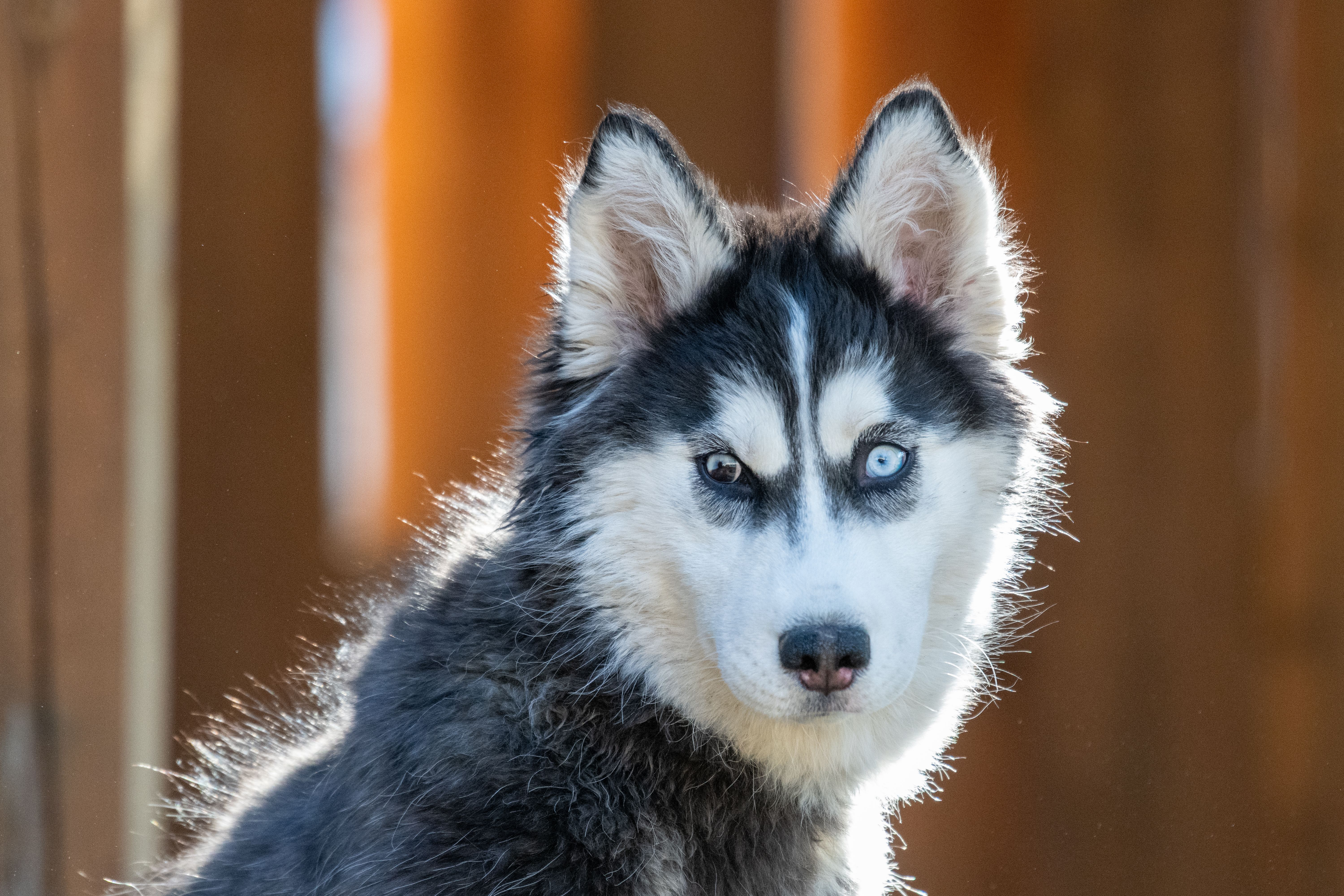 Staring Siberian Husky with Different Colored Eyes · Free Stock Photo