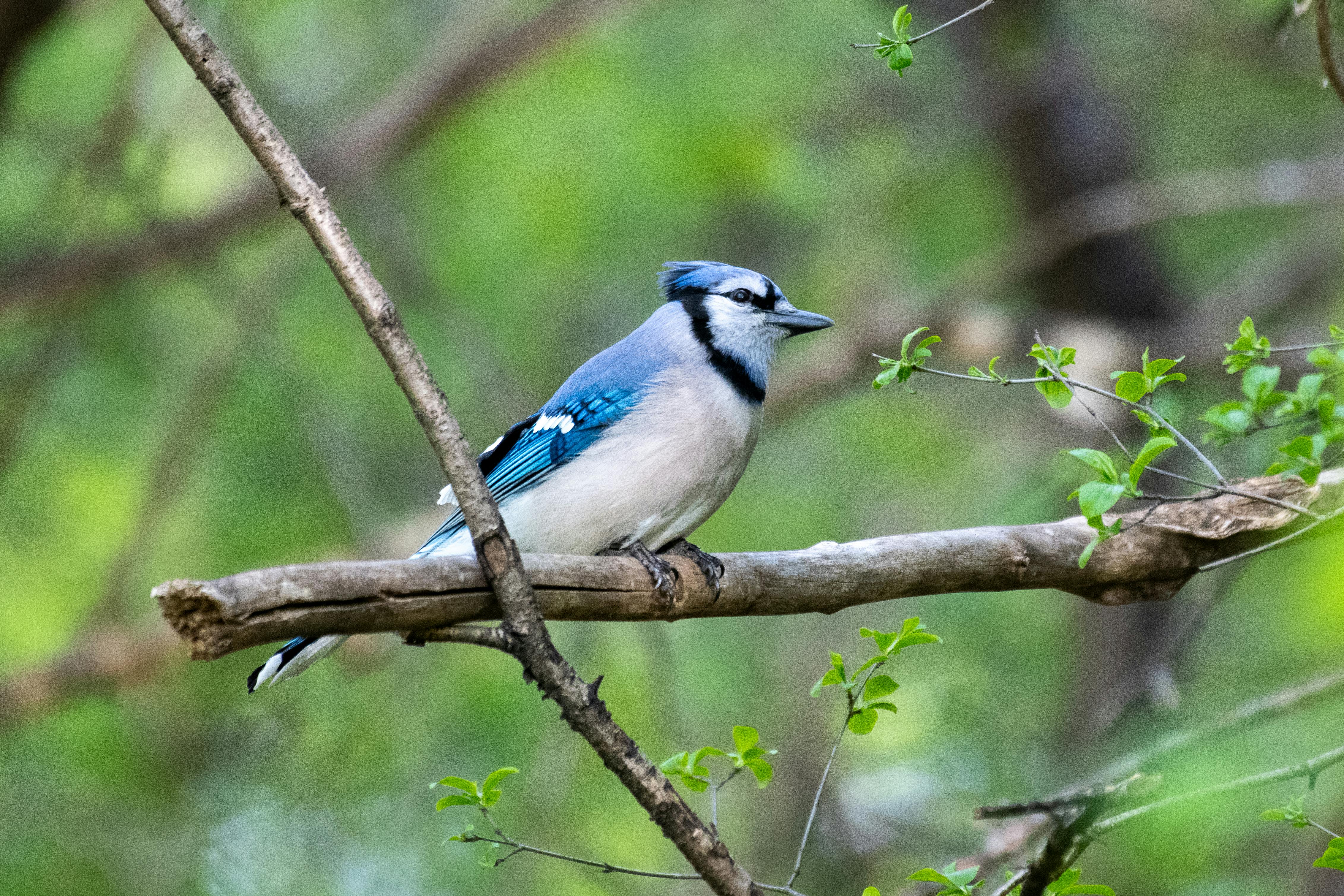 Free stock photo of animal pictures, avian, bird, birdwatching, blue jay, bluejay, feather, jay ...