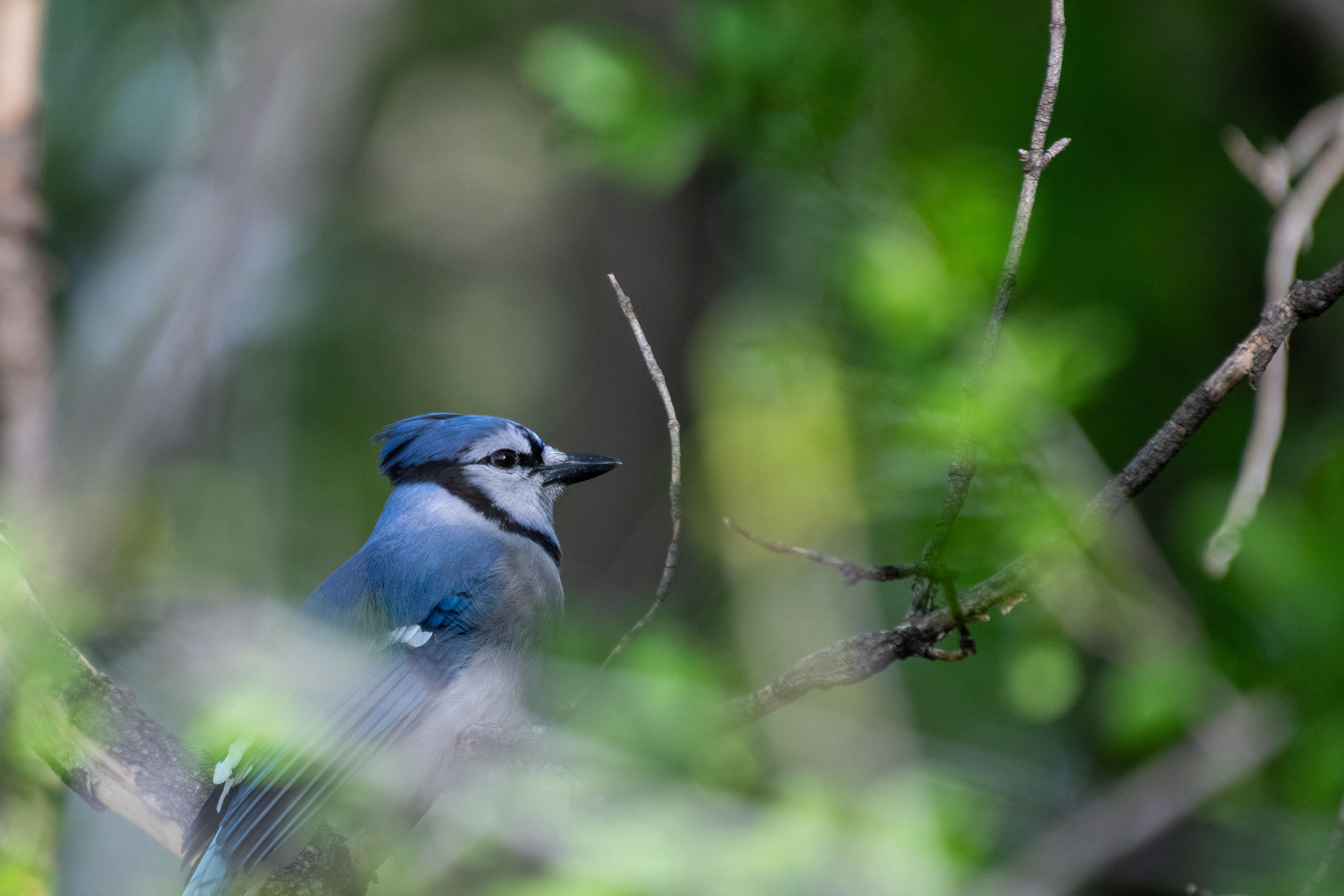 Tilt-shift Lens Photography of Blue Bird on Branch · Free Stock Photo