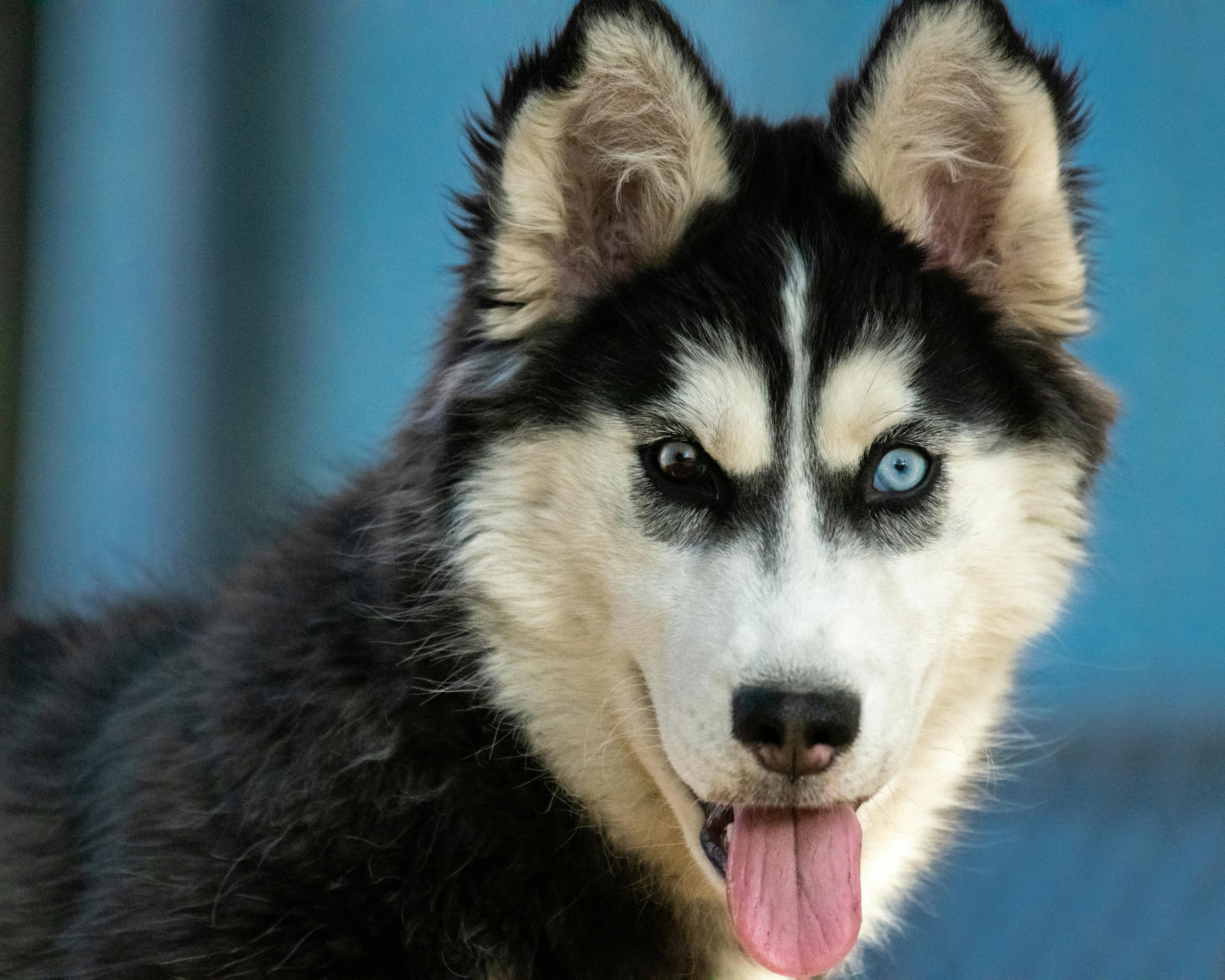 Close-up of Siberian Husky with Eyes Heterochromia · Free Stock Photo