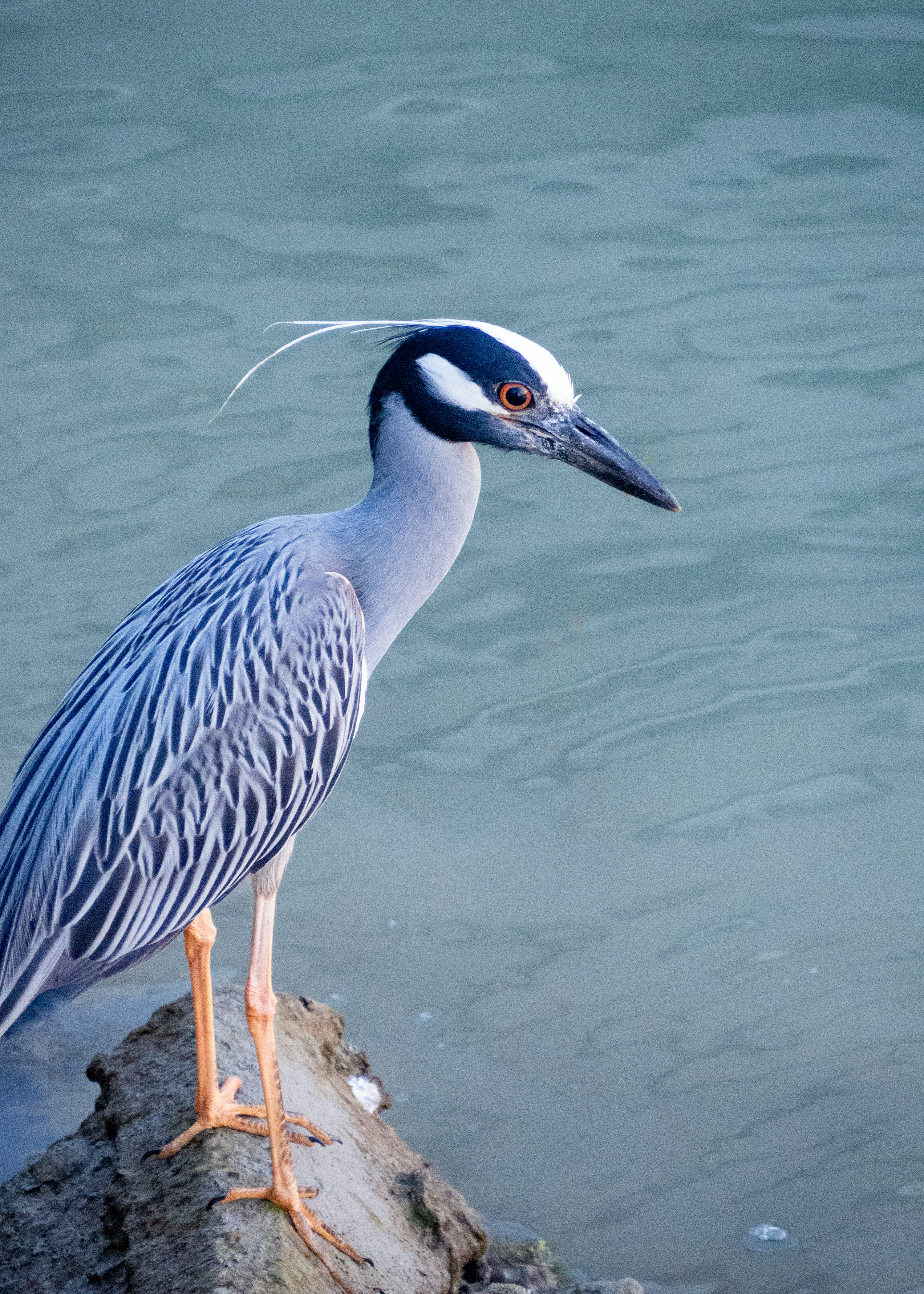 Side View of Yellow-crowned Night Heron by the River · Free Stock Photo