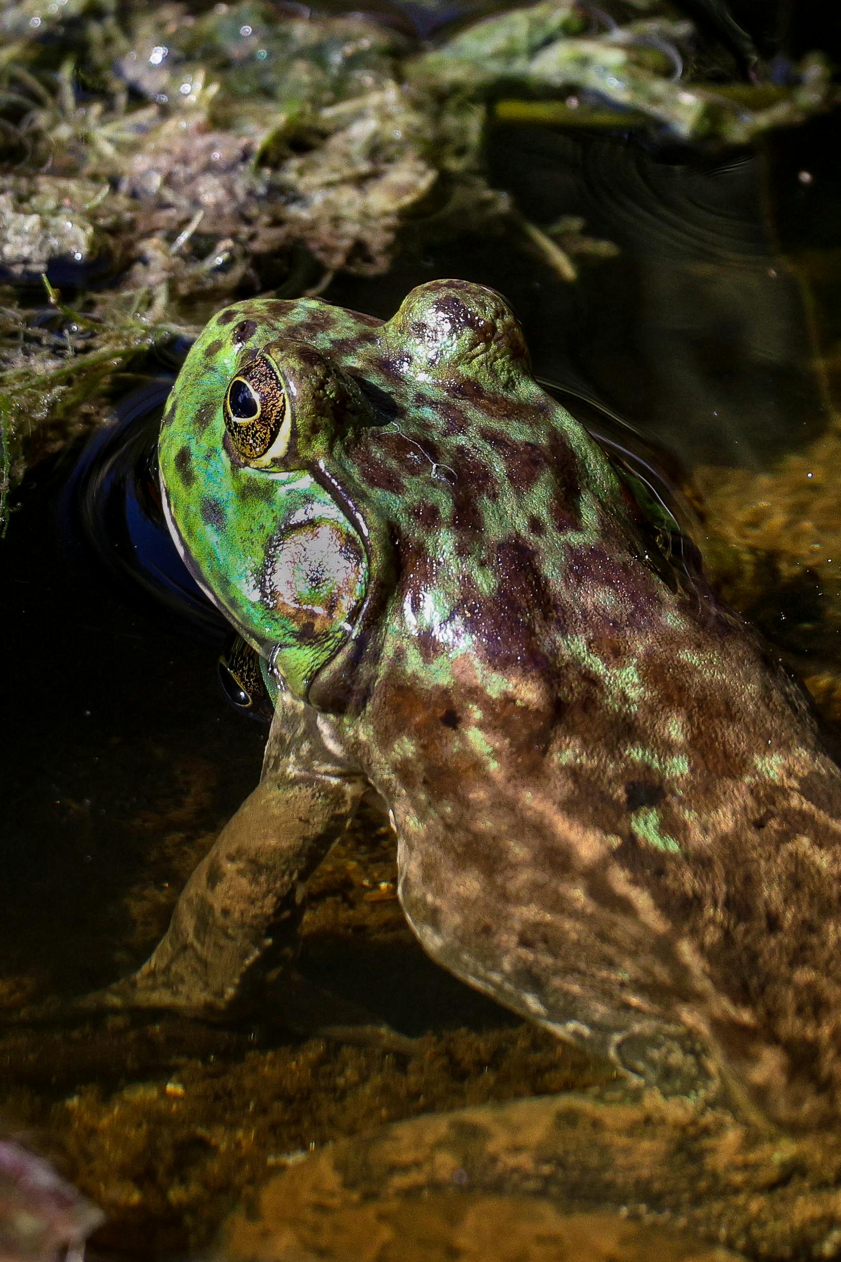 Reproduction Photos, Download The BEST Free Reproduction Stock Photos ...