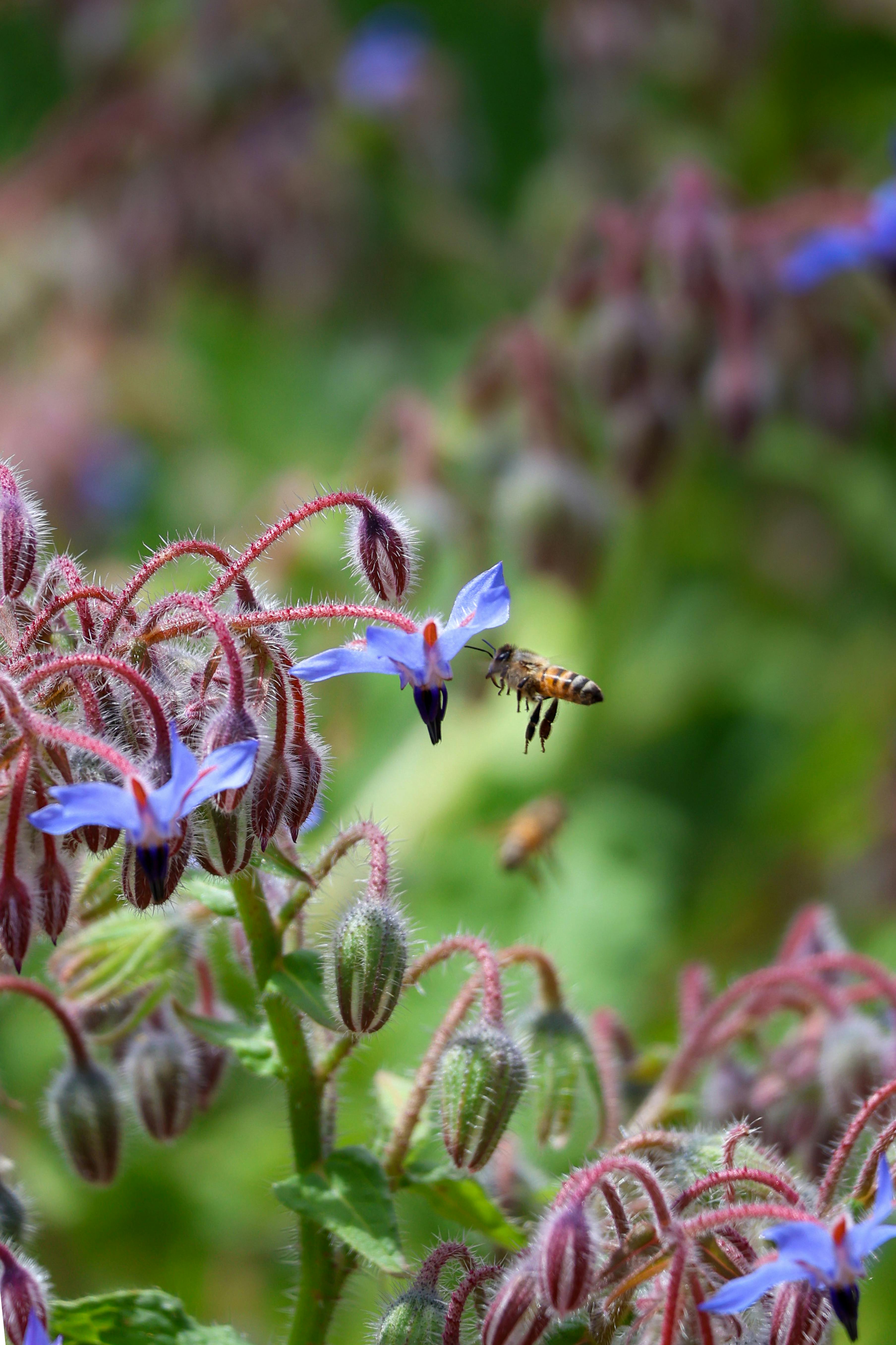 Close-up of a Bee Flying near a Flower · Free Stock Photo