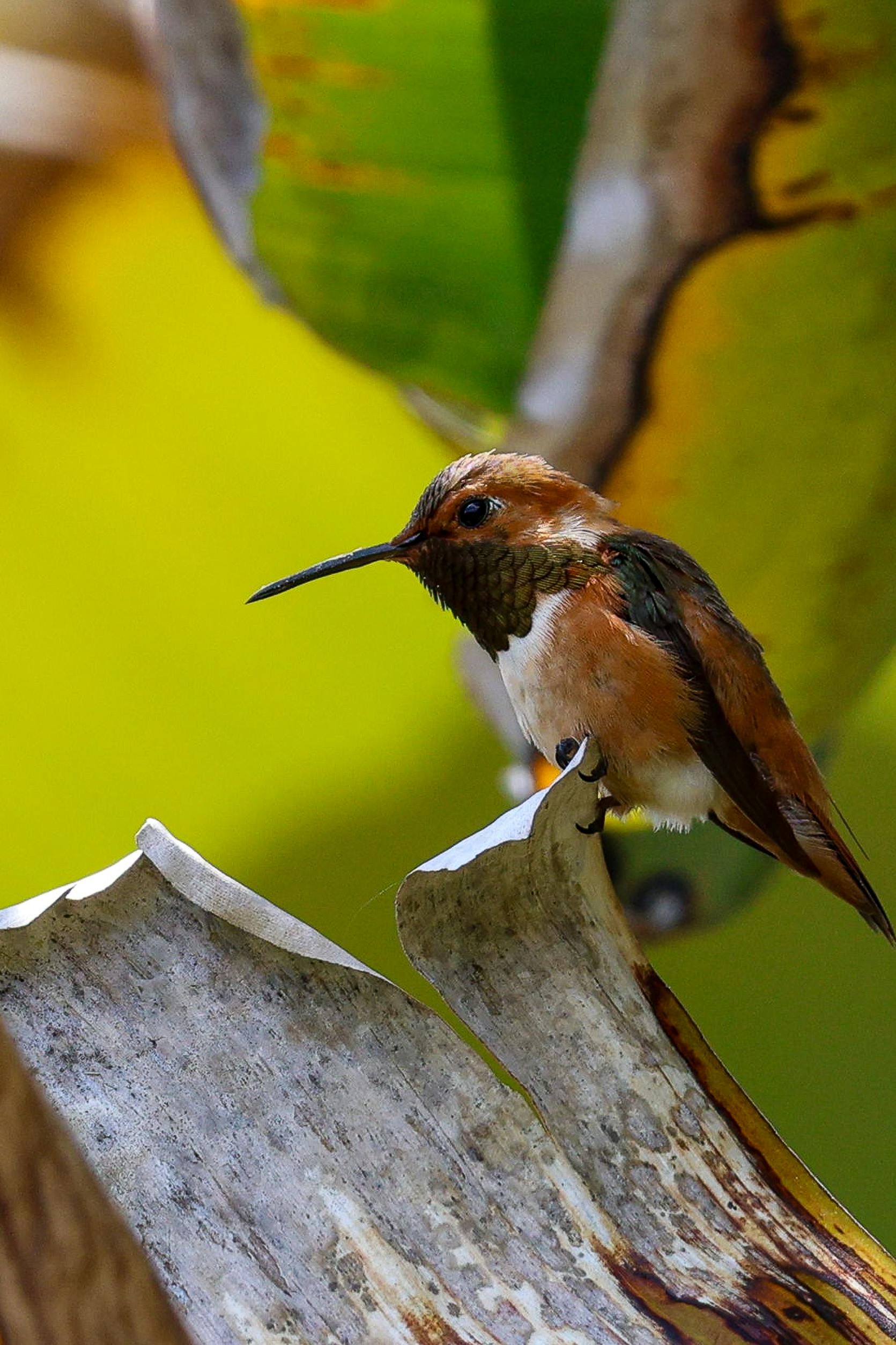 Shallow Focus Photography of Green Humming Bird · Free Stock Photo