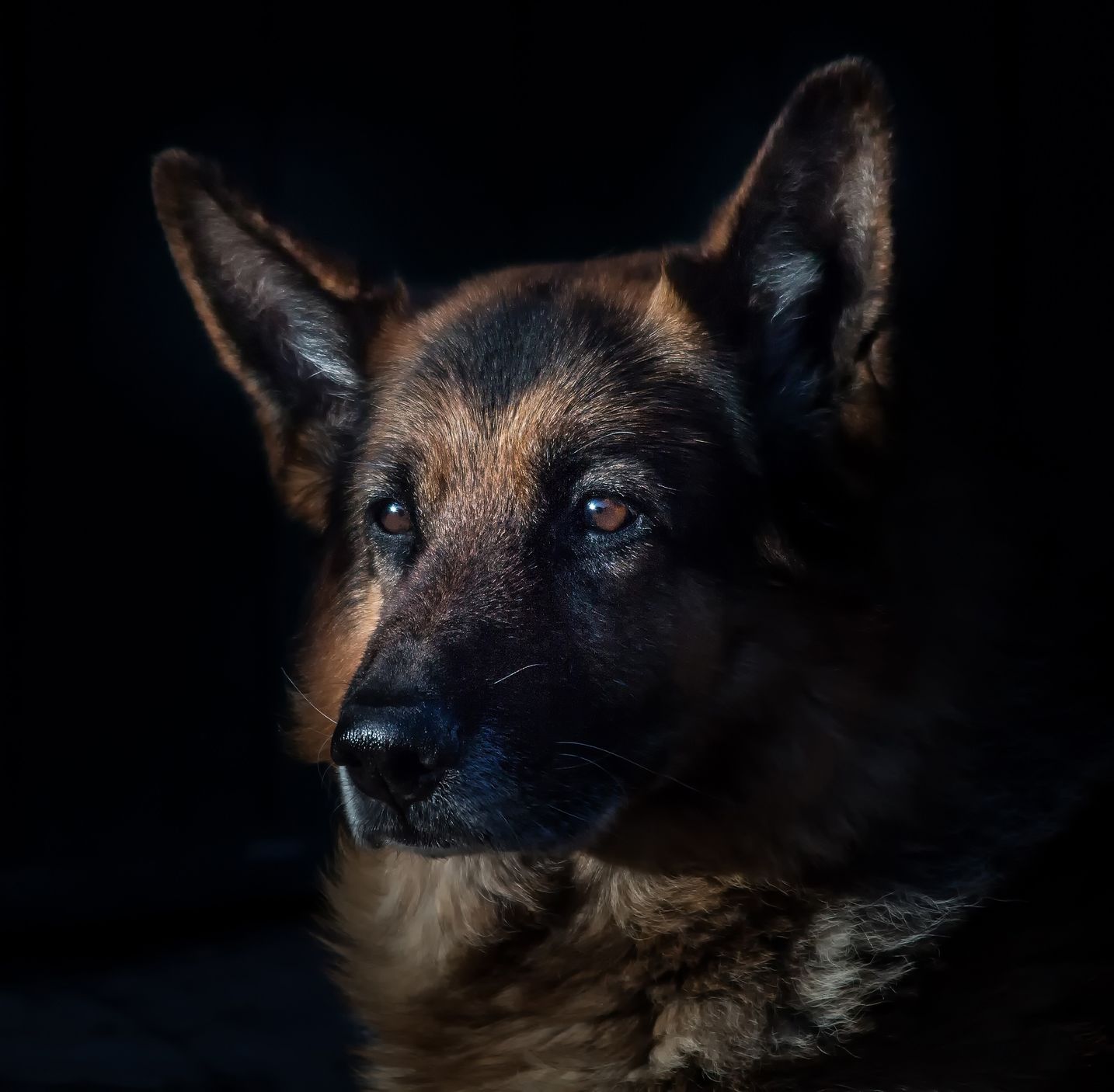 Do German Shepherds Have Hair or Fur: Grooming and Coat Care