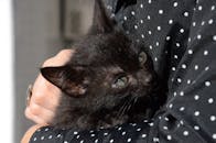 Photo of White Cat · Free Stock Photo