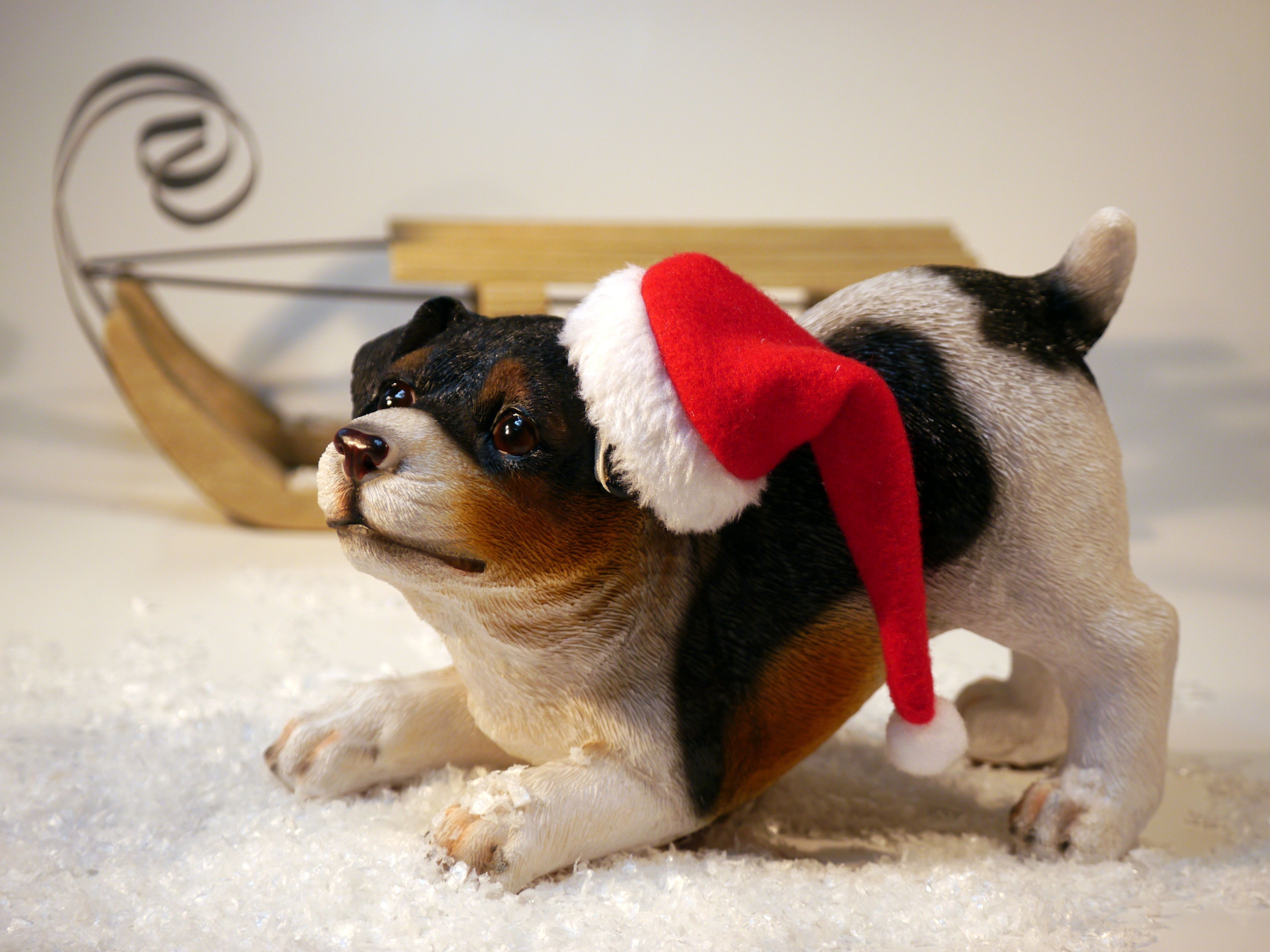 Free stock photo of bulldog, christmas, dog